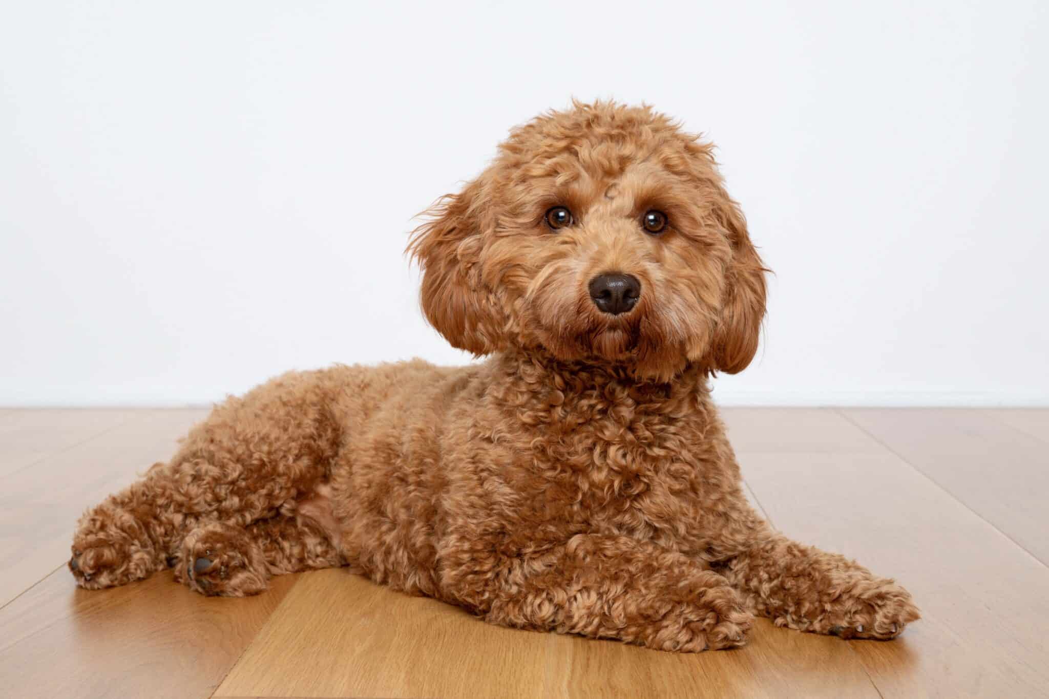 31 Best Teddy Bear Dog Breeds to Keep as Pets (With Pictures)