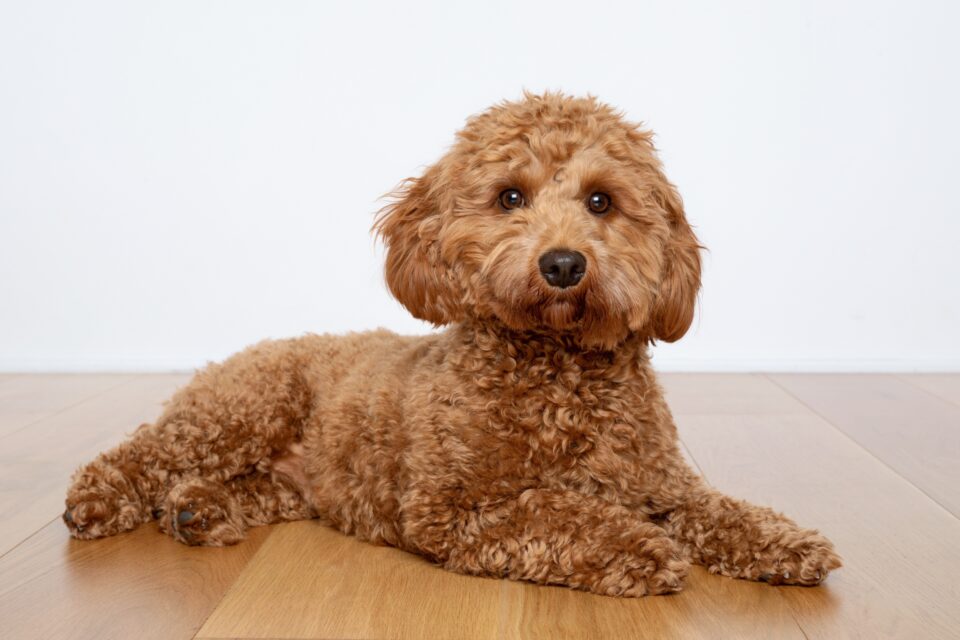 31 Best Teddy Bear Dog Breeds to Keep as Pets (With Pictures)