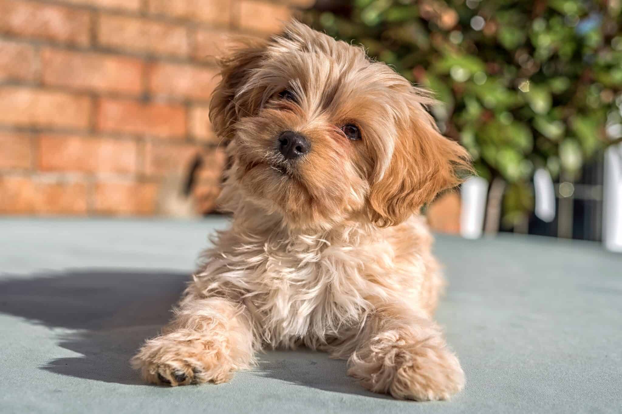 31 Best Teddy Bear Dog Breeds to Keep as Pets (With Pictures)