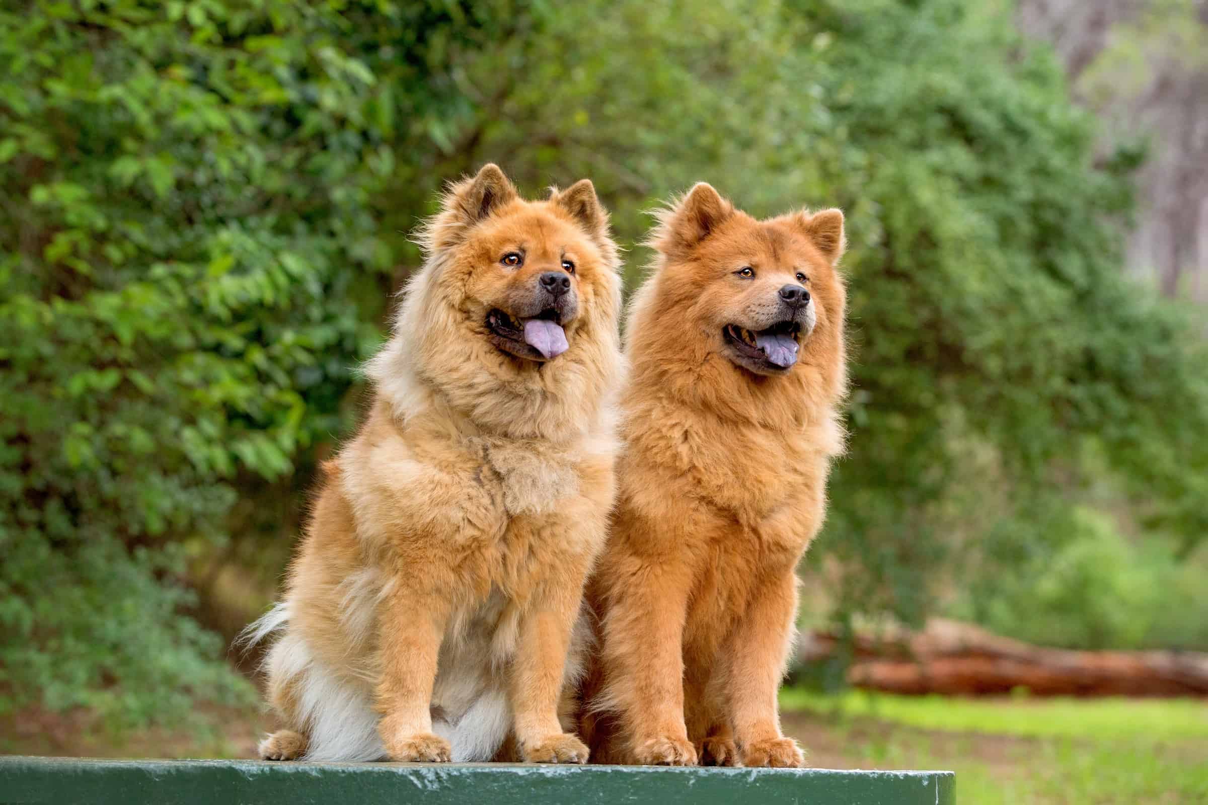 31 Best Teddy Bear Dog Breeds to Keep as Pets (With Pictures)