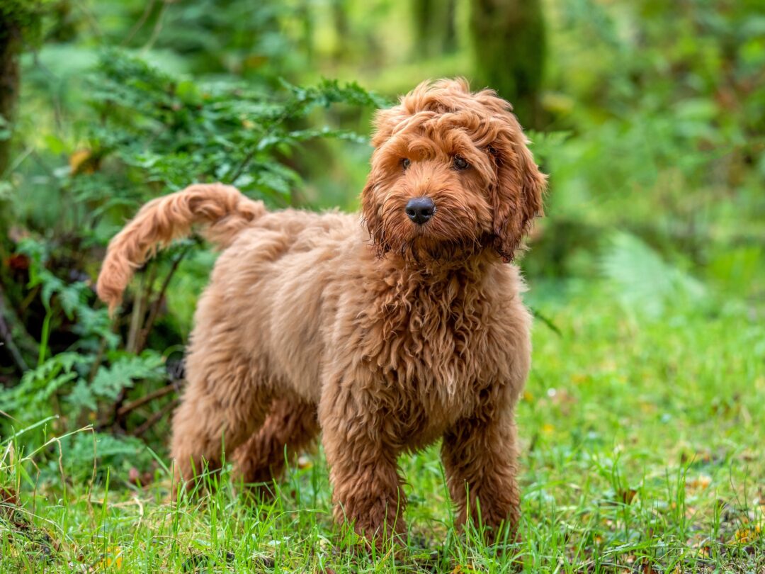 31 Best Teddy Bear Dog Breeds to Keep as Pets (With Pictures)