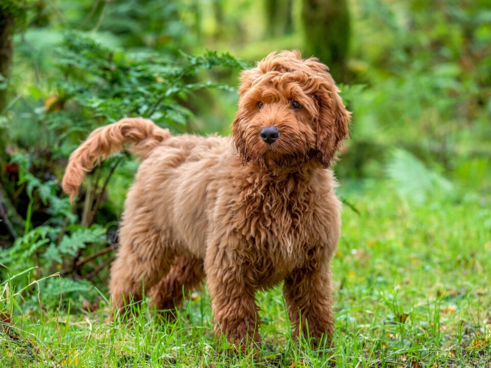 31 Best Teddy Bear Dog Breeds to Keep as Pets (With Pictures)