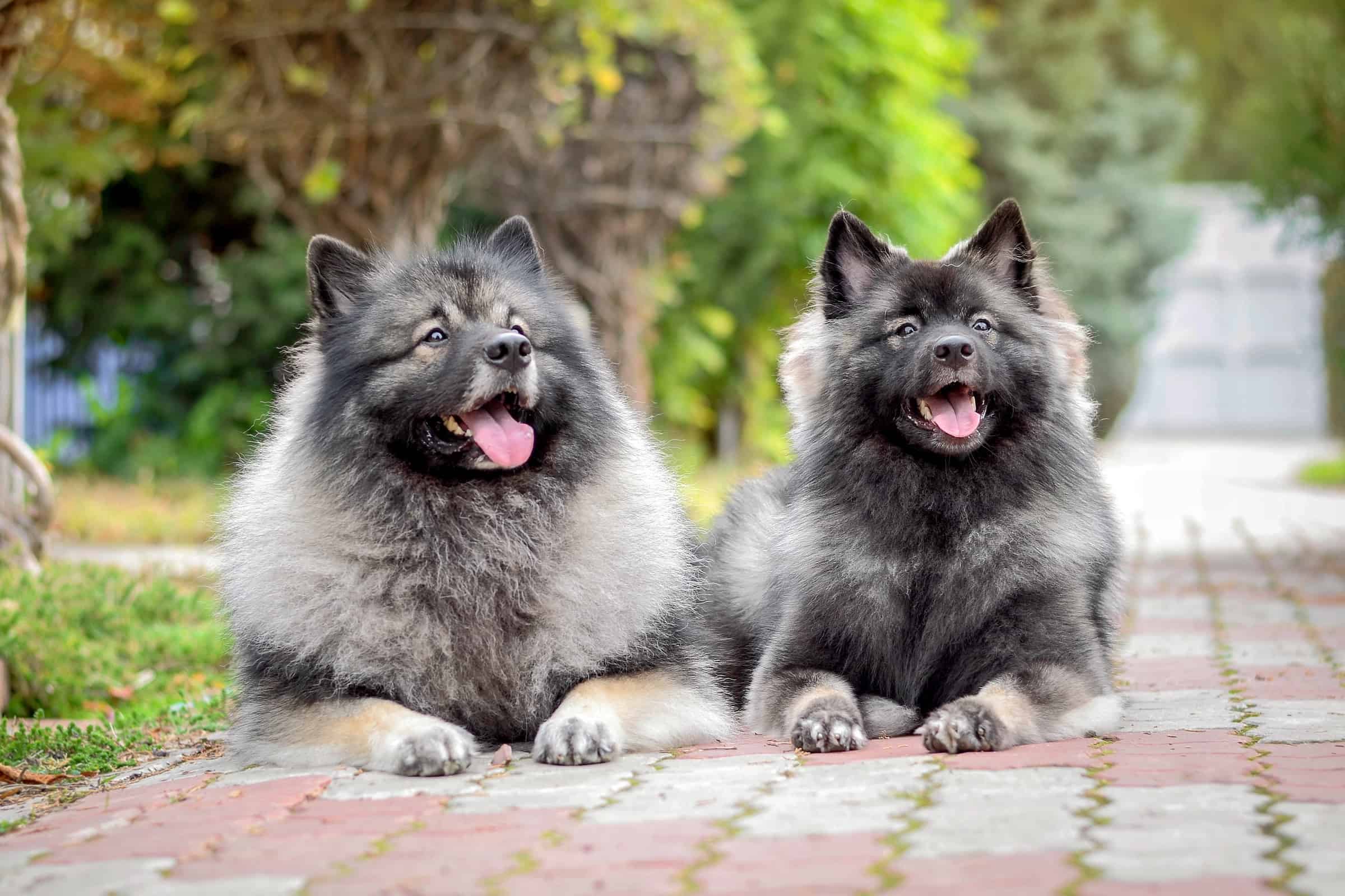 31 Best Teddy Bear Dog Breeds to Keep as Pets (With Pictures)