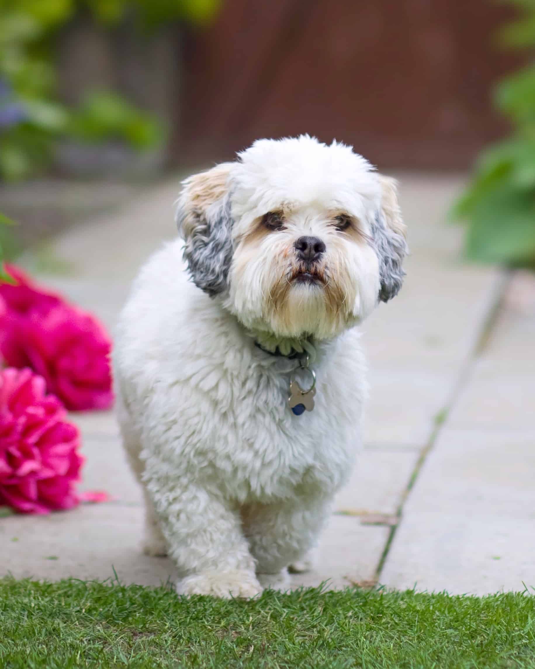 31 Best Teddy Bear Dog Breeds to Keep as Pets (With Pictures)