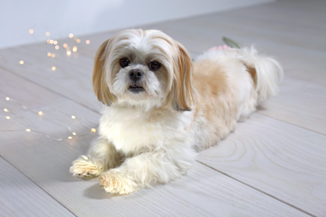 31 Best Teddy Bear Dog Breeds to Keep as Pets (With Pictures)