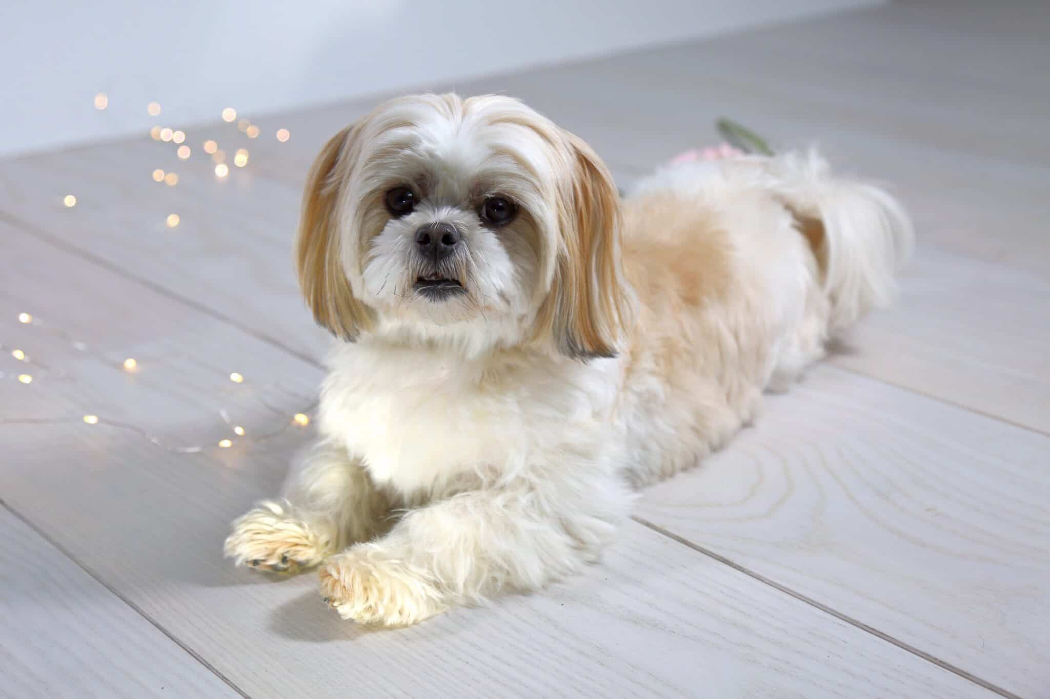 31 Best Teddy Bear Dog Breeds to Keep as Pets (With Pictures)