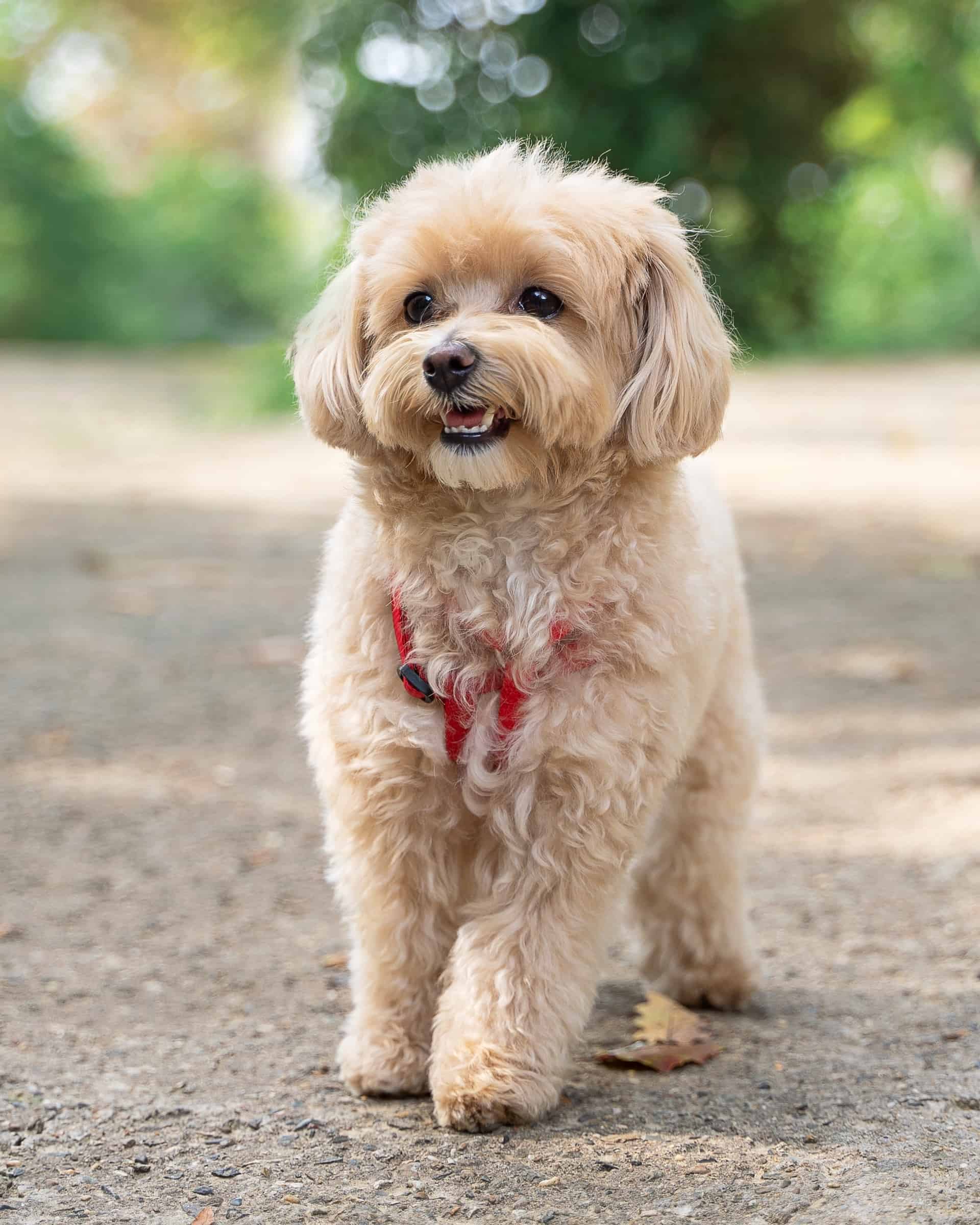 31 Best Teddy Bear Dog Breeds to Keep as Pets (With Pictures)