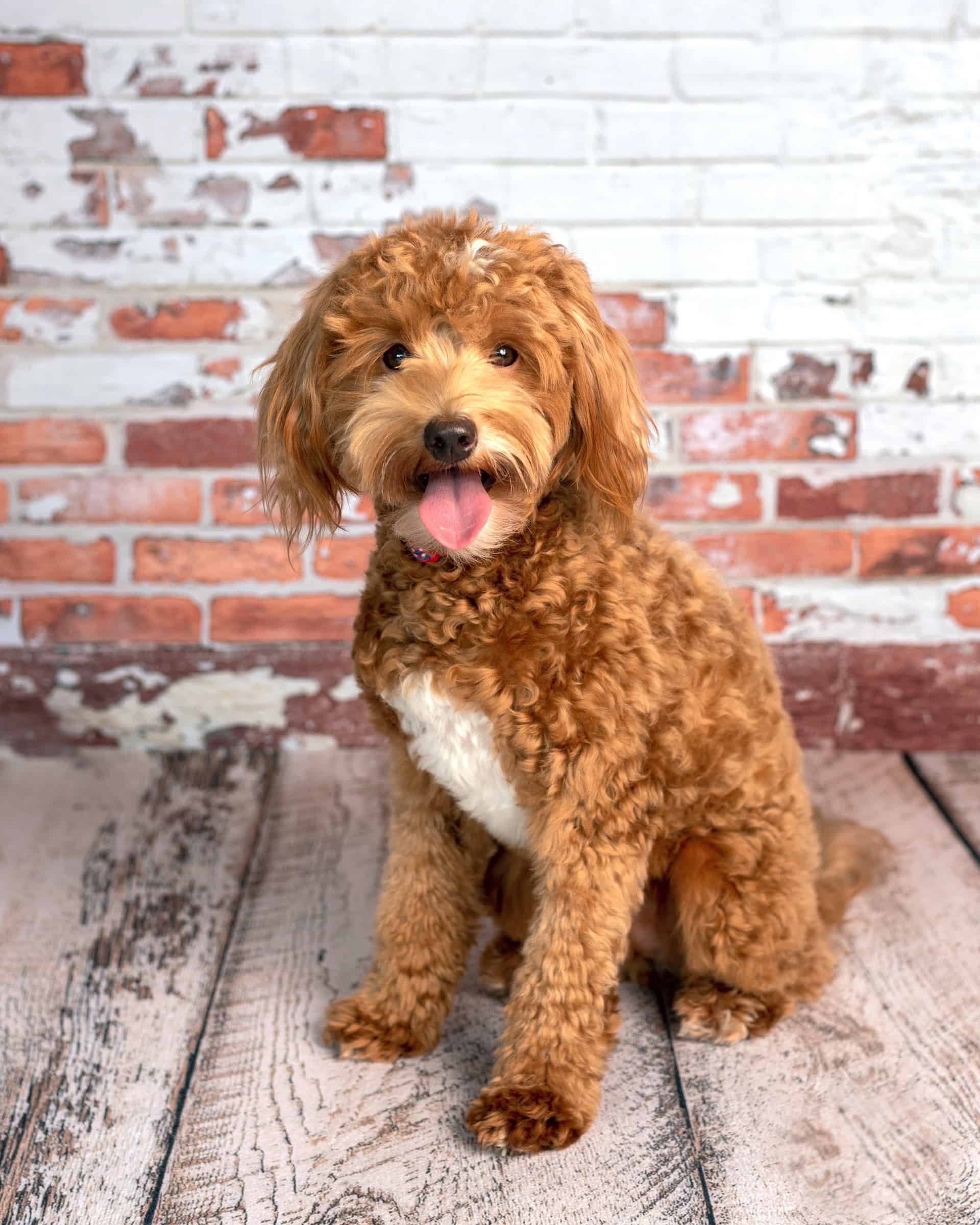 31 Best Teddy Bear Dog Breeds to Keep as Pets (With Pictures)