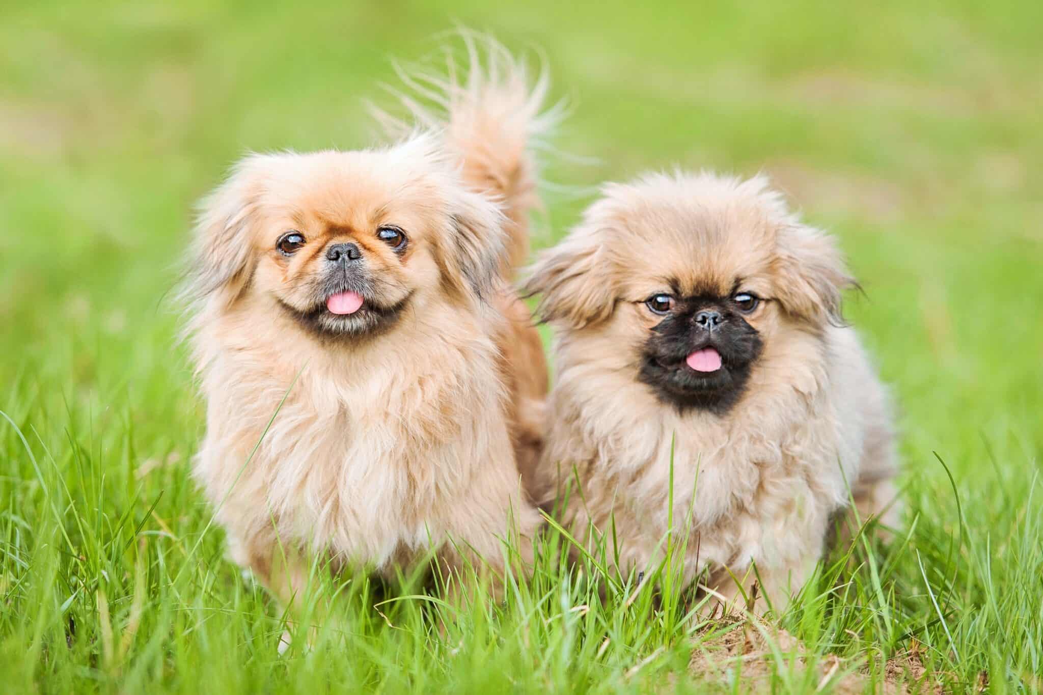 31 Best Teddy Bear Dog Breeds to Keep as Pets (With Pictures)