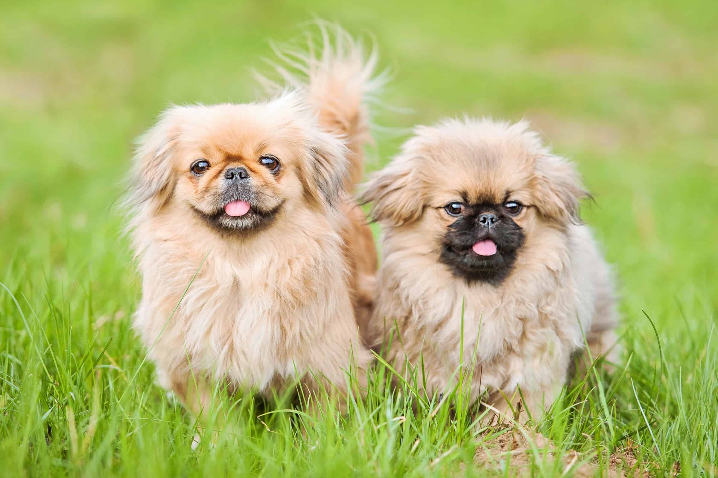 31 Best Teddy Bear Dog Breeds to Keep as Pets (With Pictures)