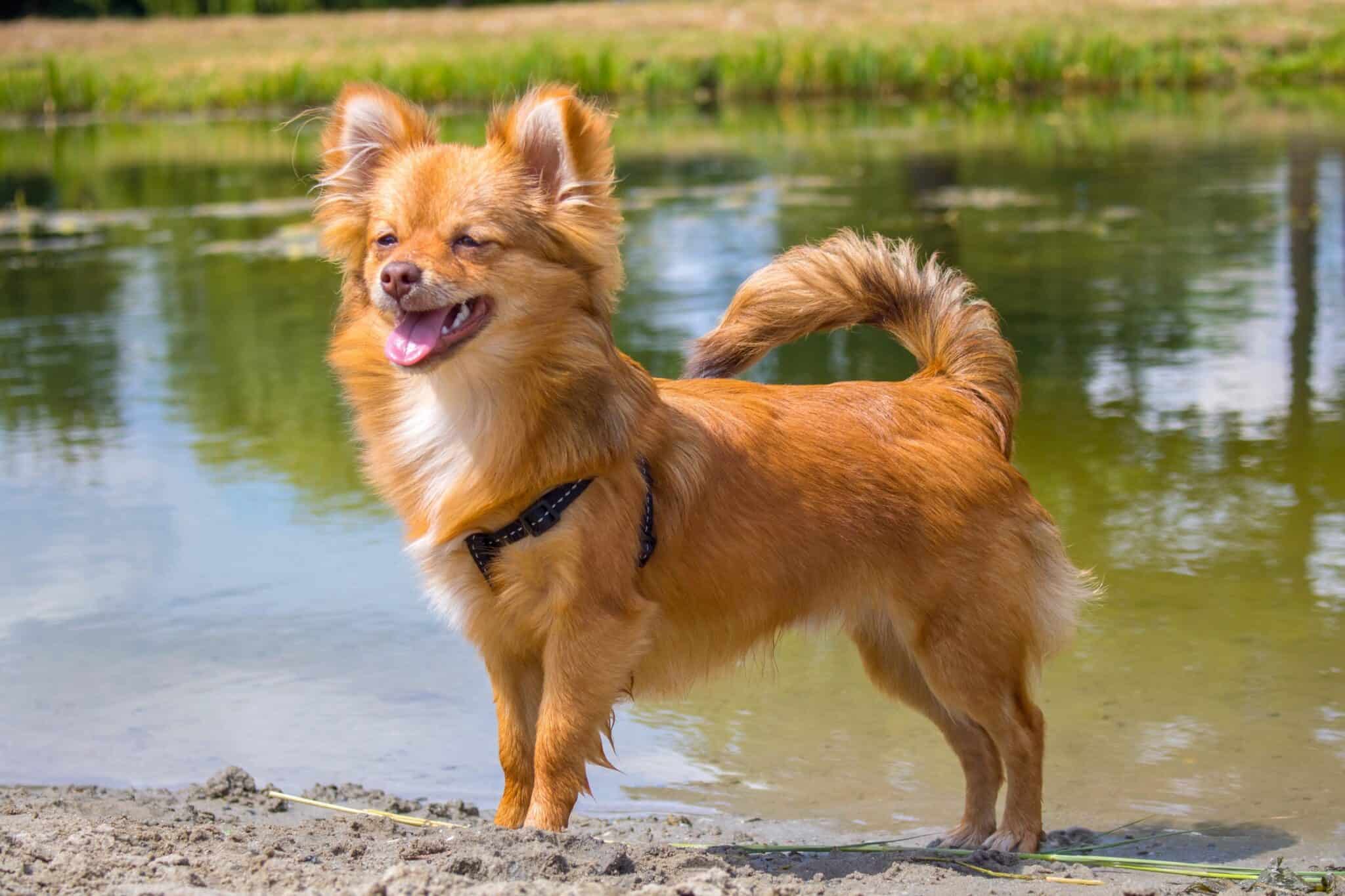 31 Best Teddy Bear Dog Breeds to Keep as Pets (With Pictures)