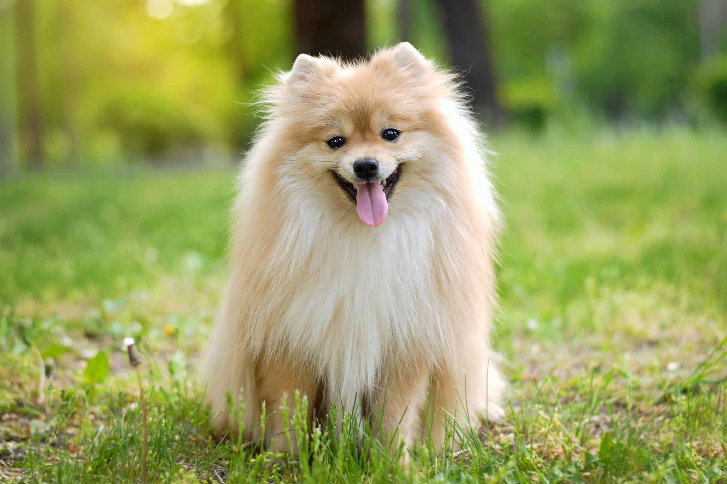 31 Best Teddy Bear Dog Breeds to Keep as Pets (With Pictures)
