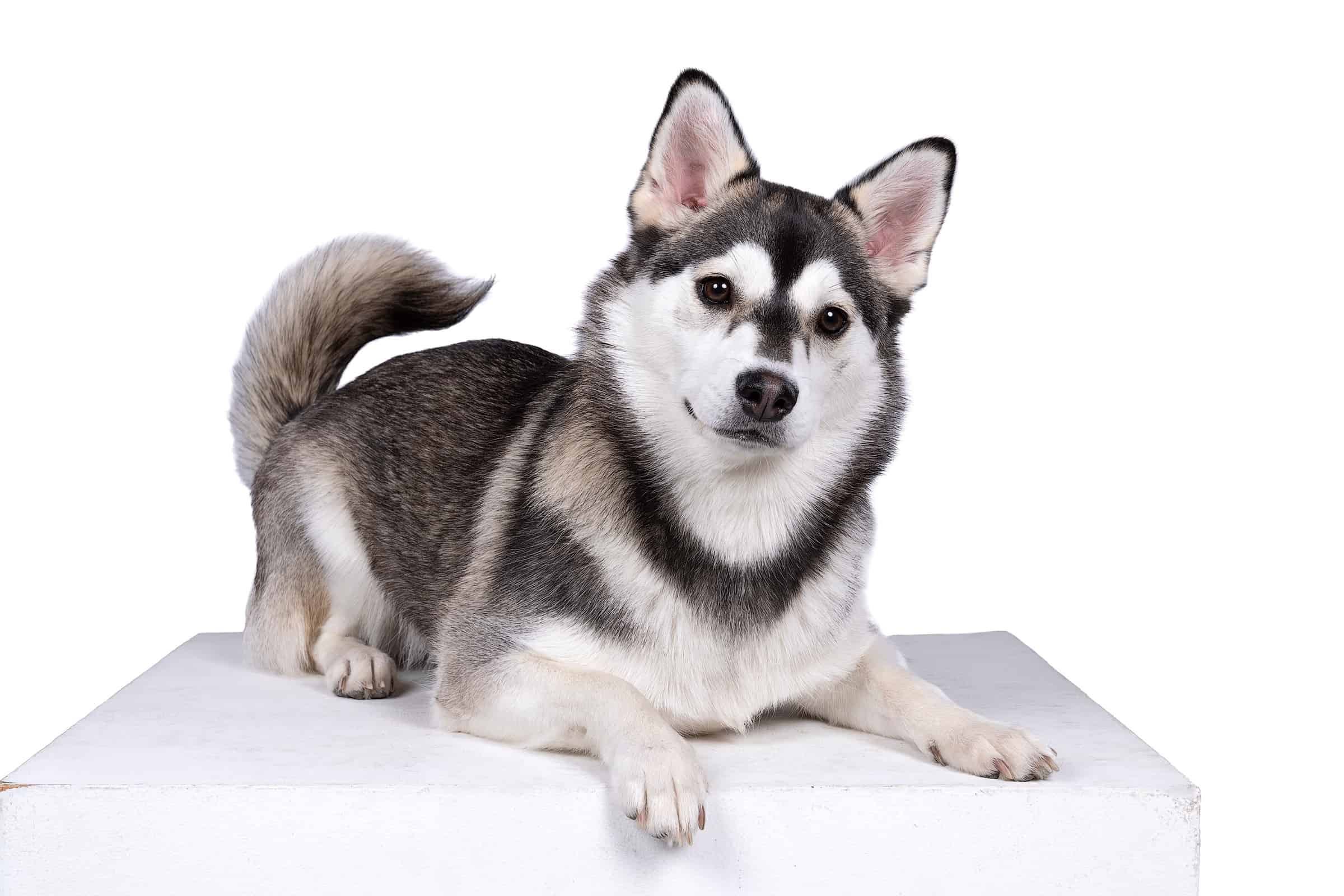 31 Best Teddy Bear Dog Breeds to Keep as Pets (With Pictures)