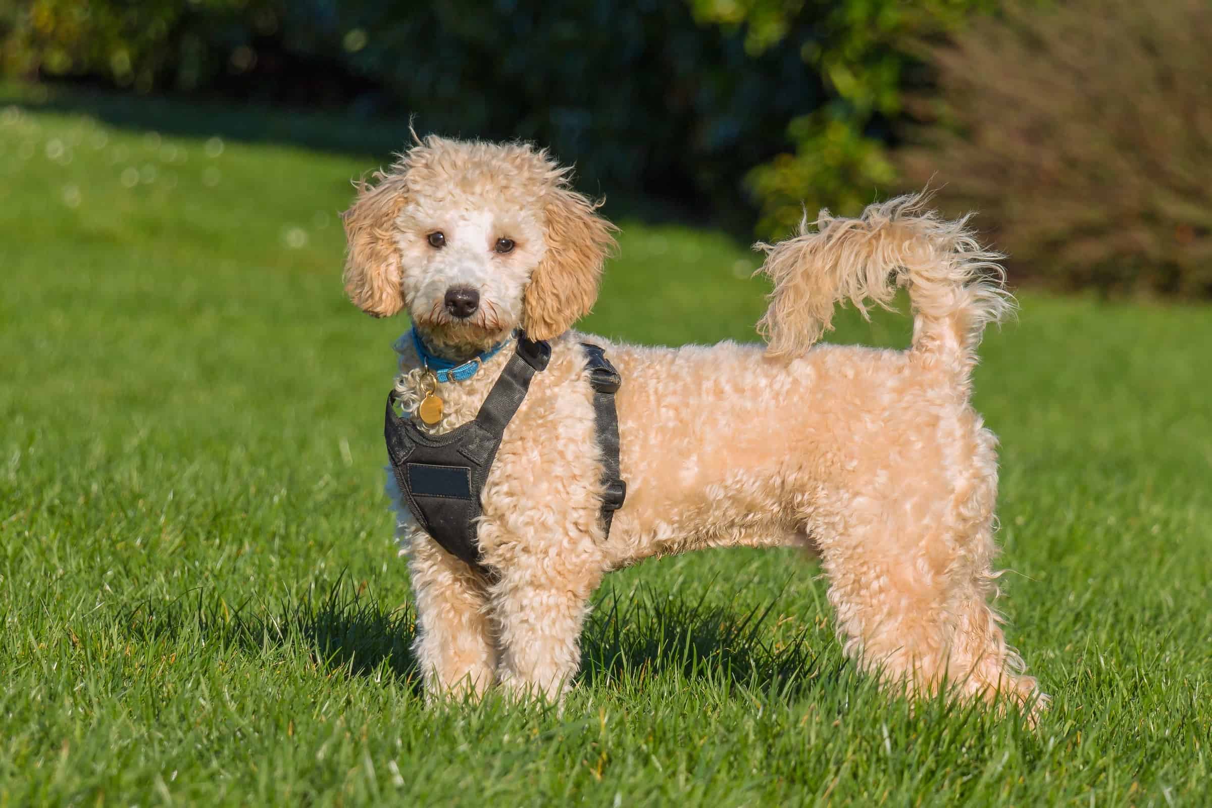 31 Best Teddy Bear Dog Breeds to Keep as Pets (With Pictures)