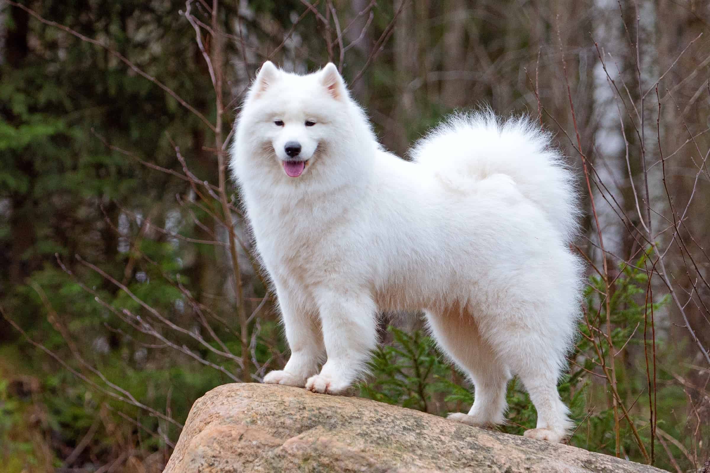 31 Best Teddy Bear Dog Breeds to Keep as Pets (With Pictures)