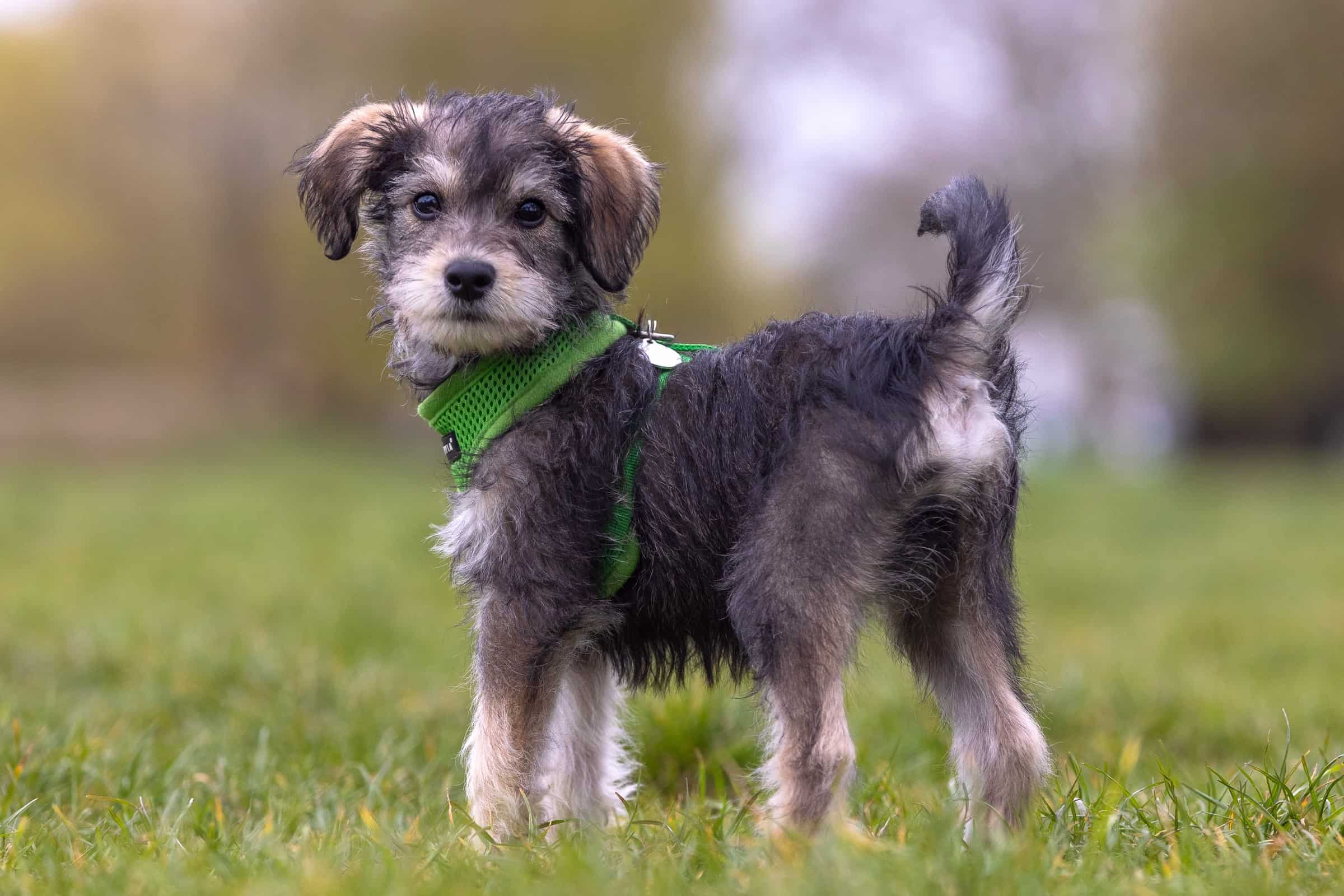 31 Best Teddy Bear Dog Breeds to Keep as Pets (With Pictures)