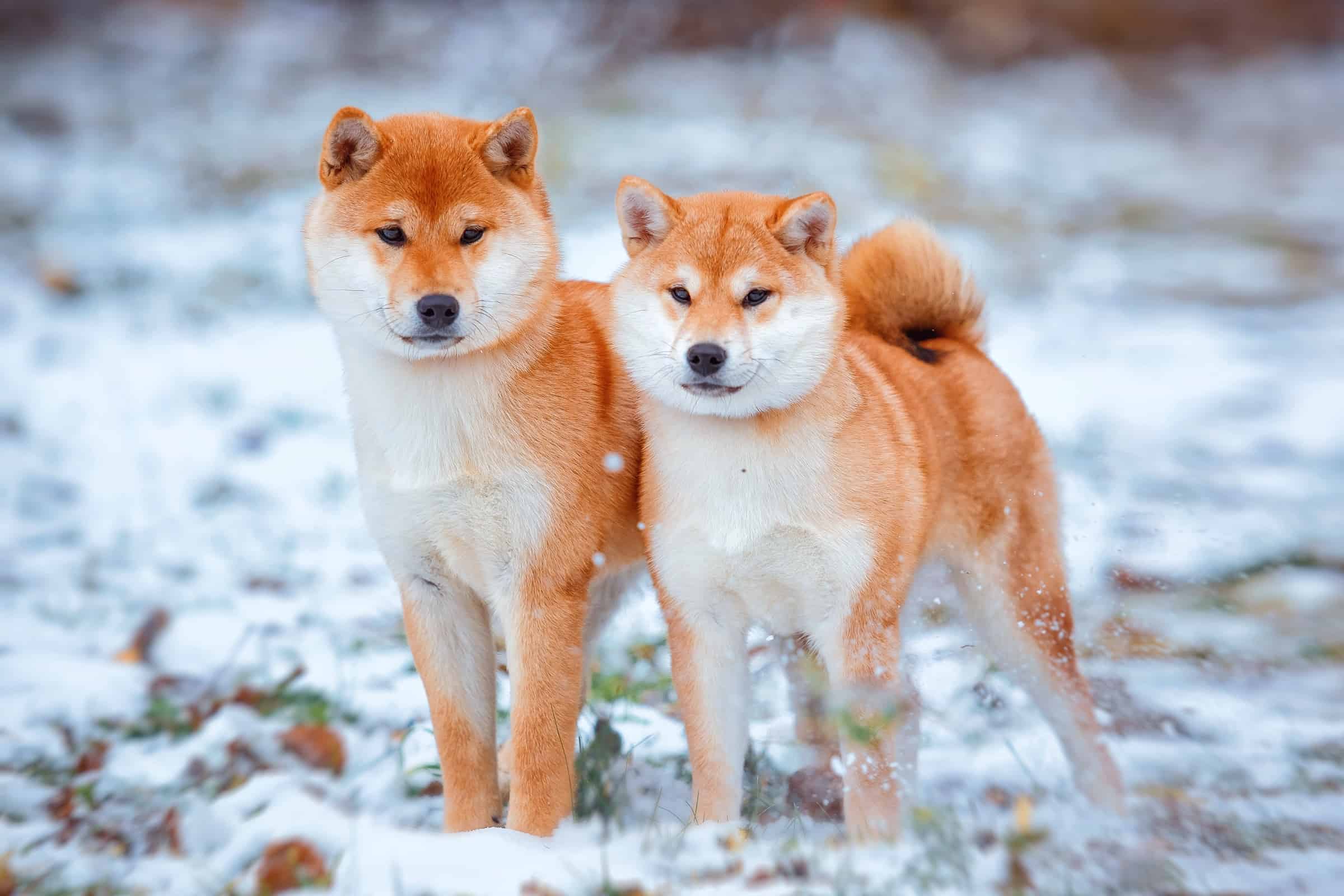 31 Best Teddy Bear Dog Breeds to Keep as Pets (With Pictures)
