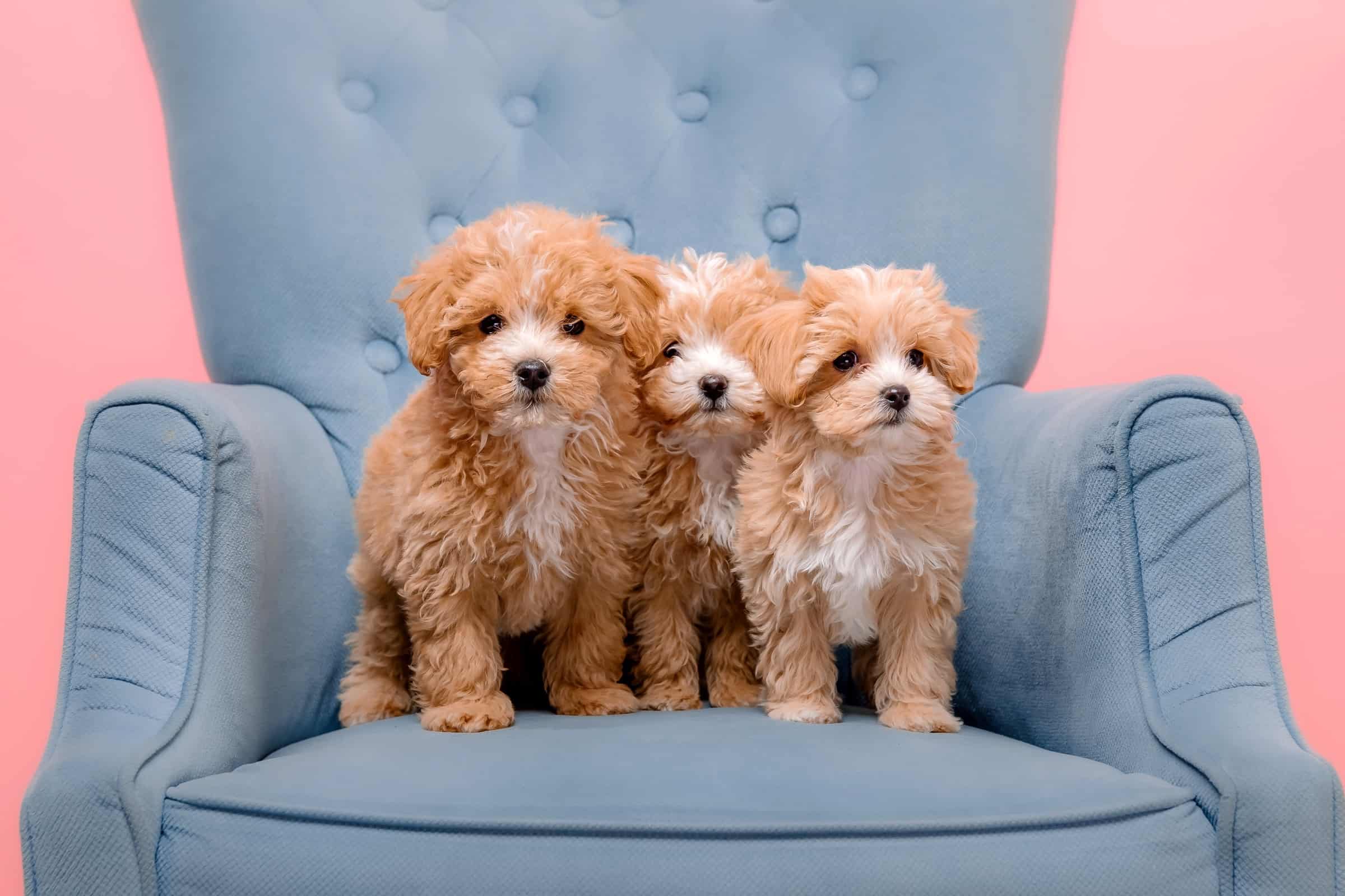 Maltese Mixes: 41 Different Maltese Crossbreeds You'll Love