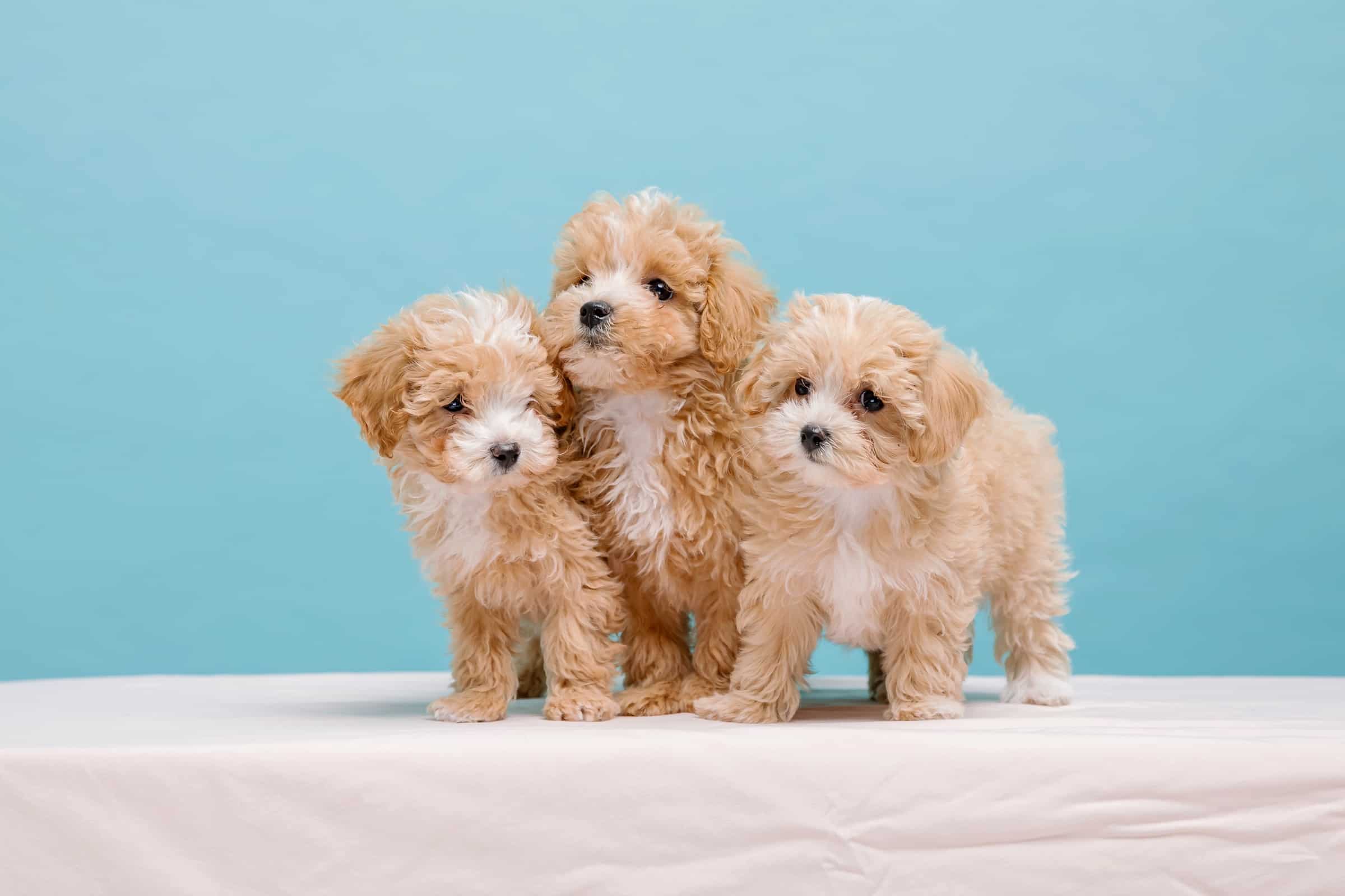 31 Best Teddy Bear Dog Breeds to Keep as Pets (With Pictures)