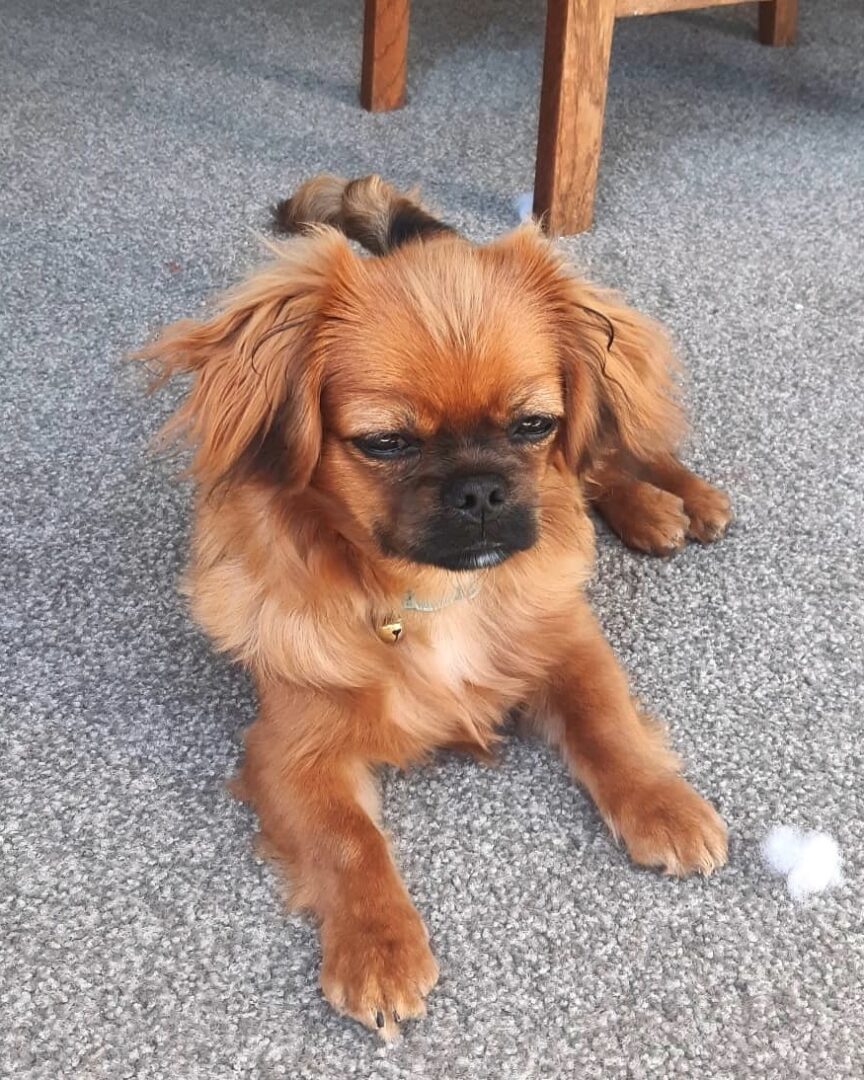 Maltese Mixes: 41 Different Maltese Crossbreeds You'll Love