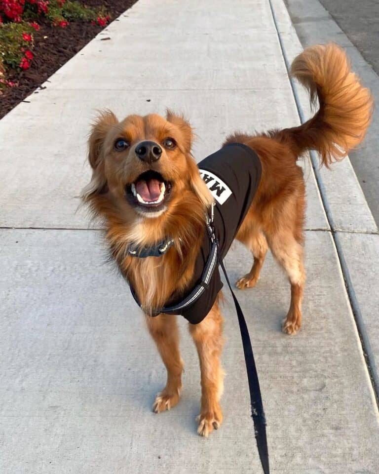 Dachshund Mixes: 46 Adorable Doxie Crossbreeds You'll Love!