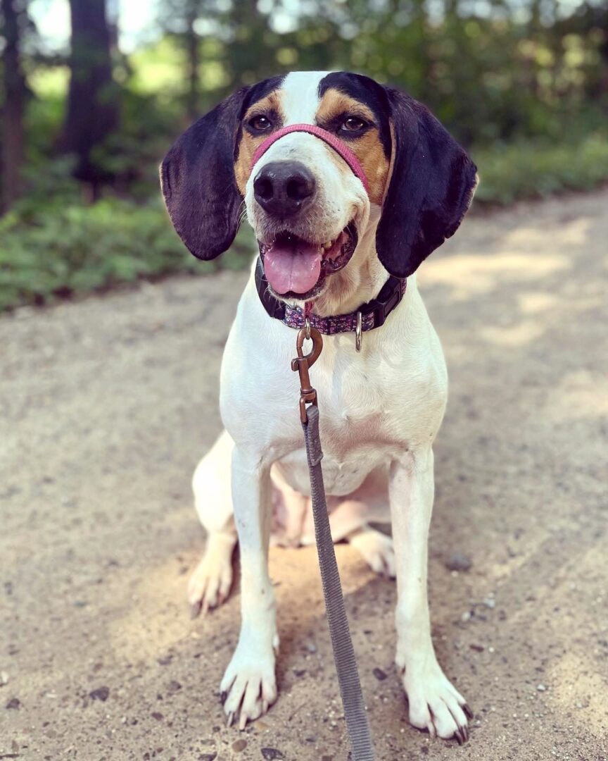 41 Tricolor Dog Breeds: Black, Brown & White (With Pictures!)