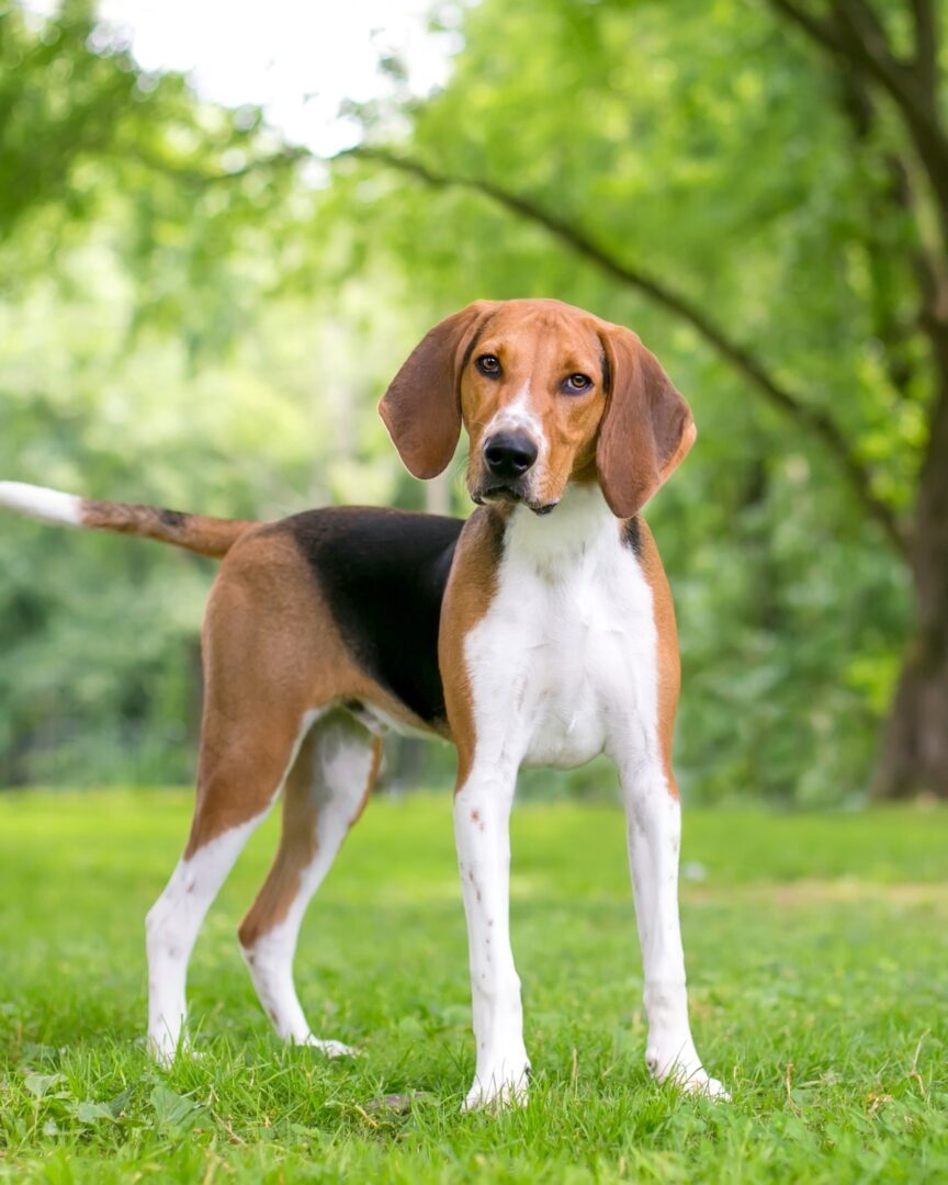41 Tricolor Dog Breeds: Black, Brown & White (With Pictures!)