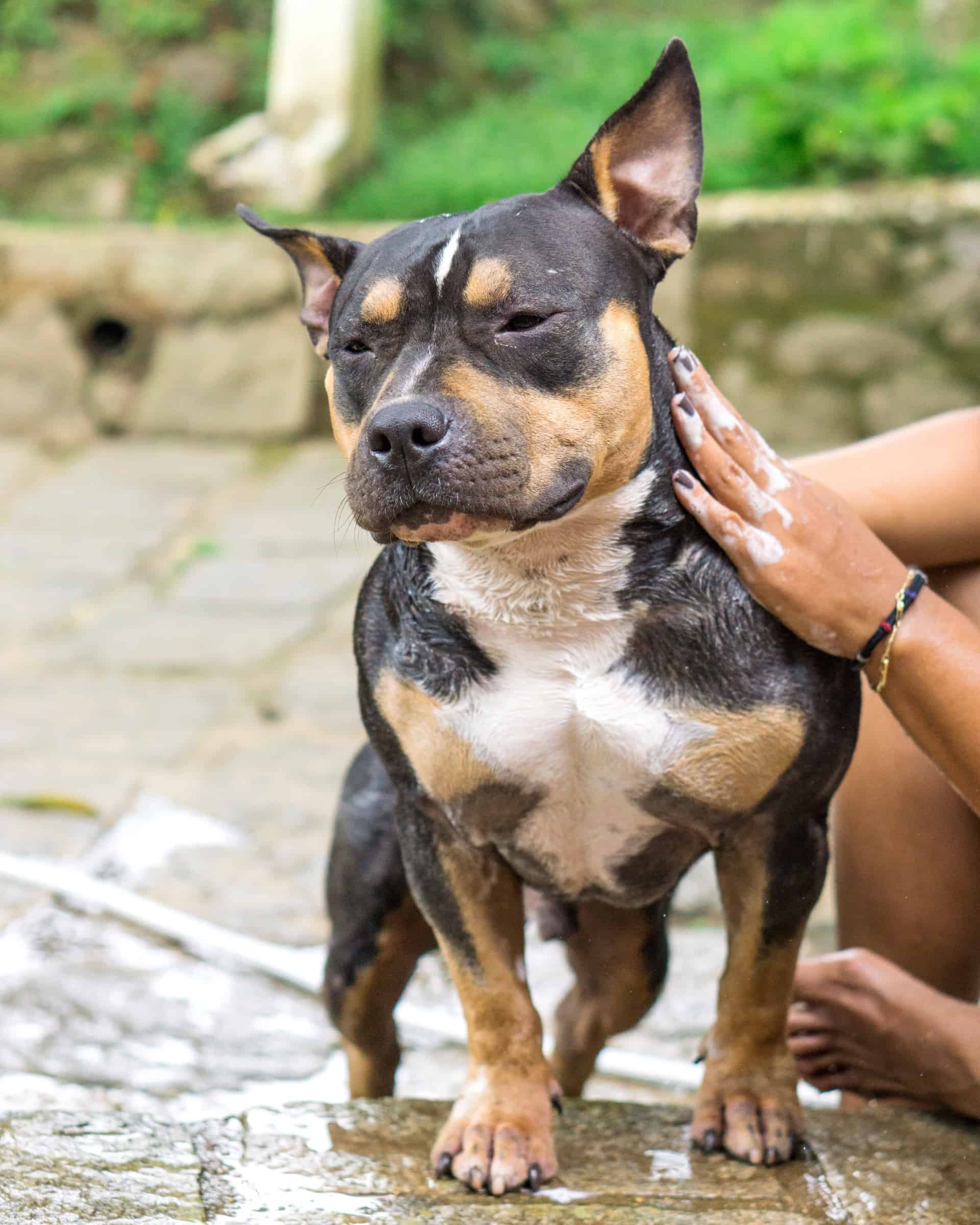 41 Tricolor Dog Breeds: Black, Brown & White (With Pictures!)