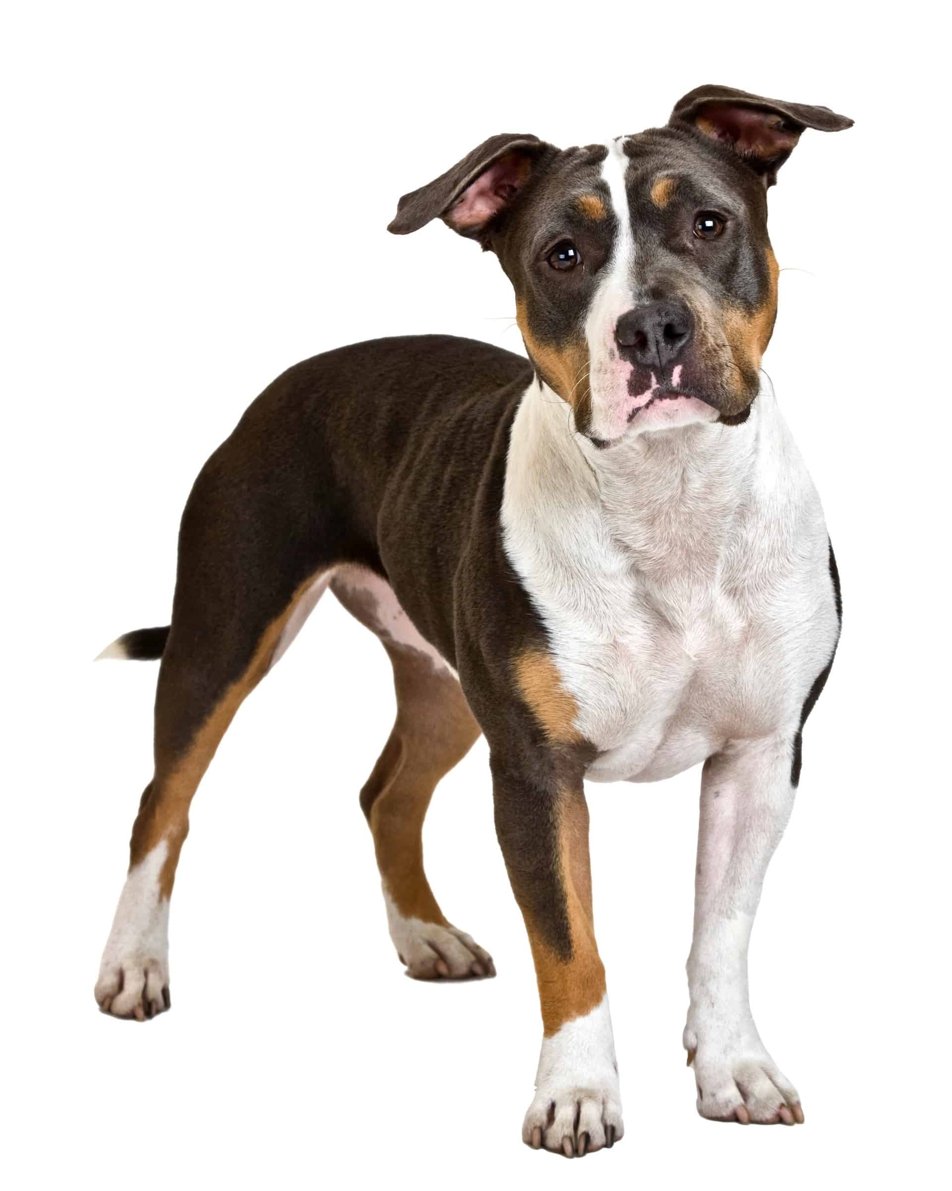 41 Tricolor Dog Breeds: Black, Brown & White (With Pictures!)