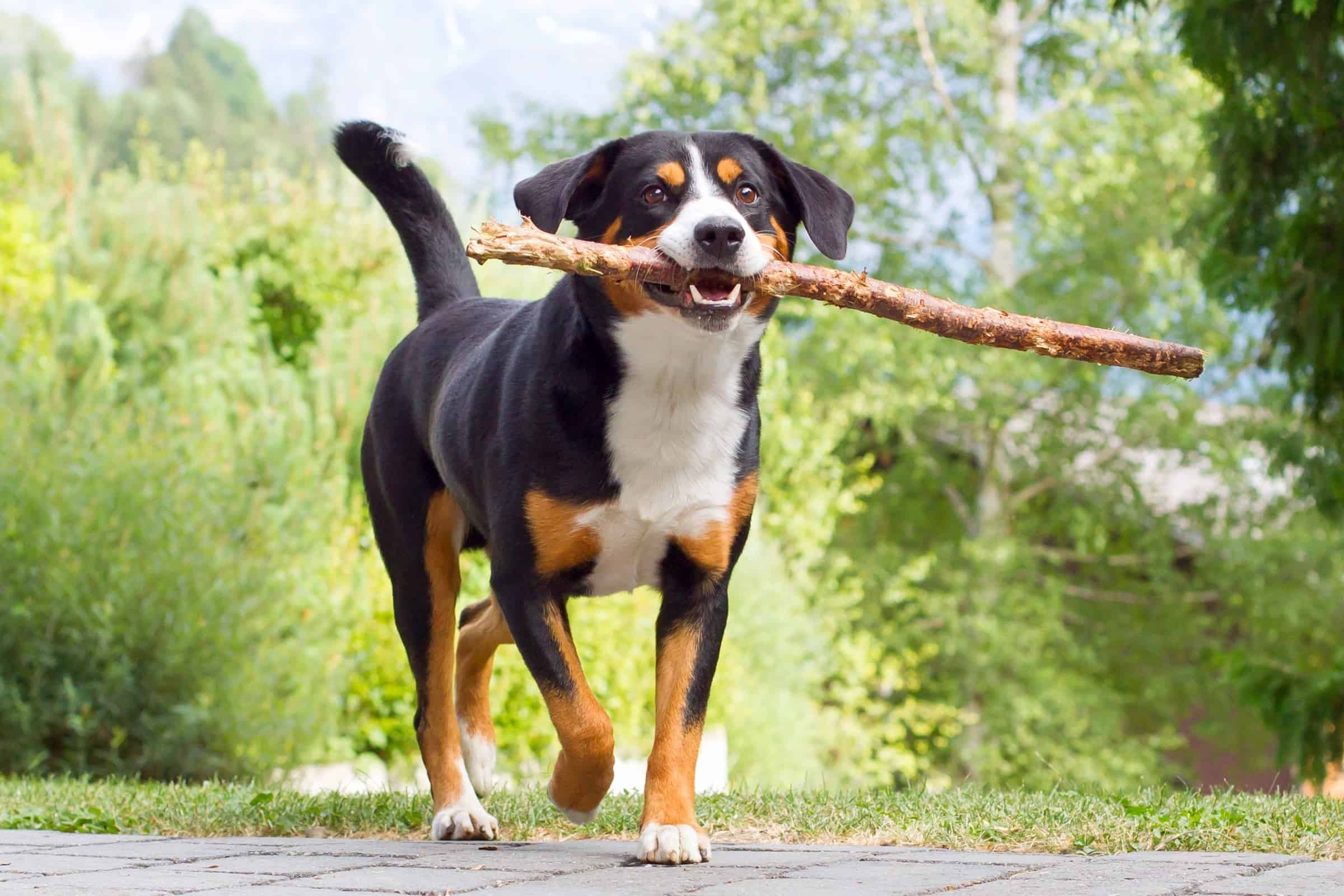 41 Tricolor Dog Breeds: Black, Brown & White (With Pictures!)