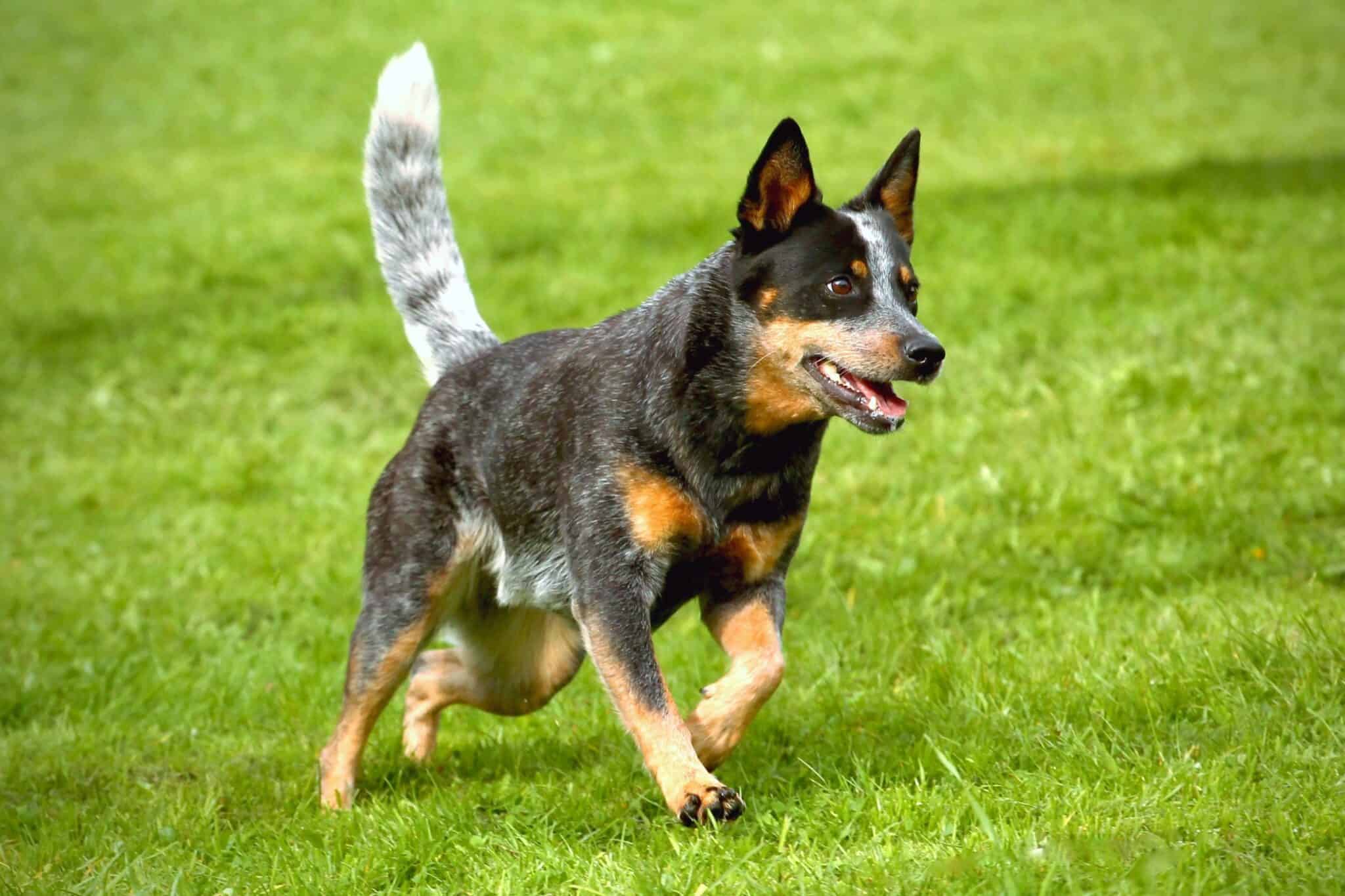 41 Tricolor Dog Breeds: Black, Brown & White (With Pictures!)