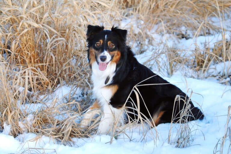 41 Tricolor Dog Breeds: Black, Brown & White (With Pictures!)