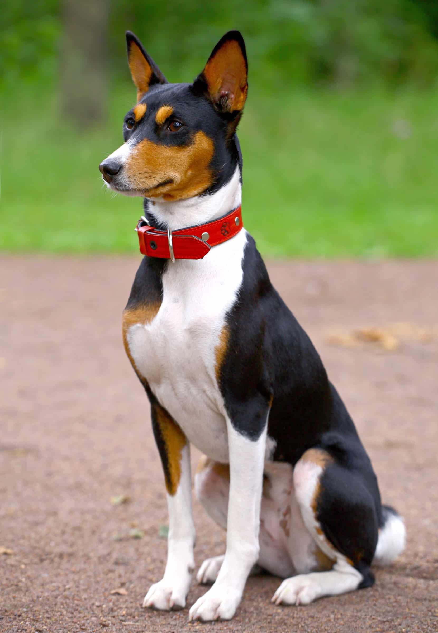 41 Tricolor Dog Breeds: Black, Brown & White (With Pictures!)
