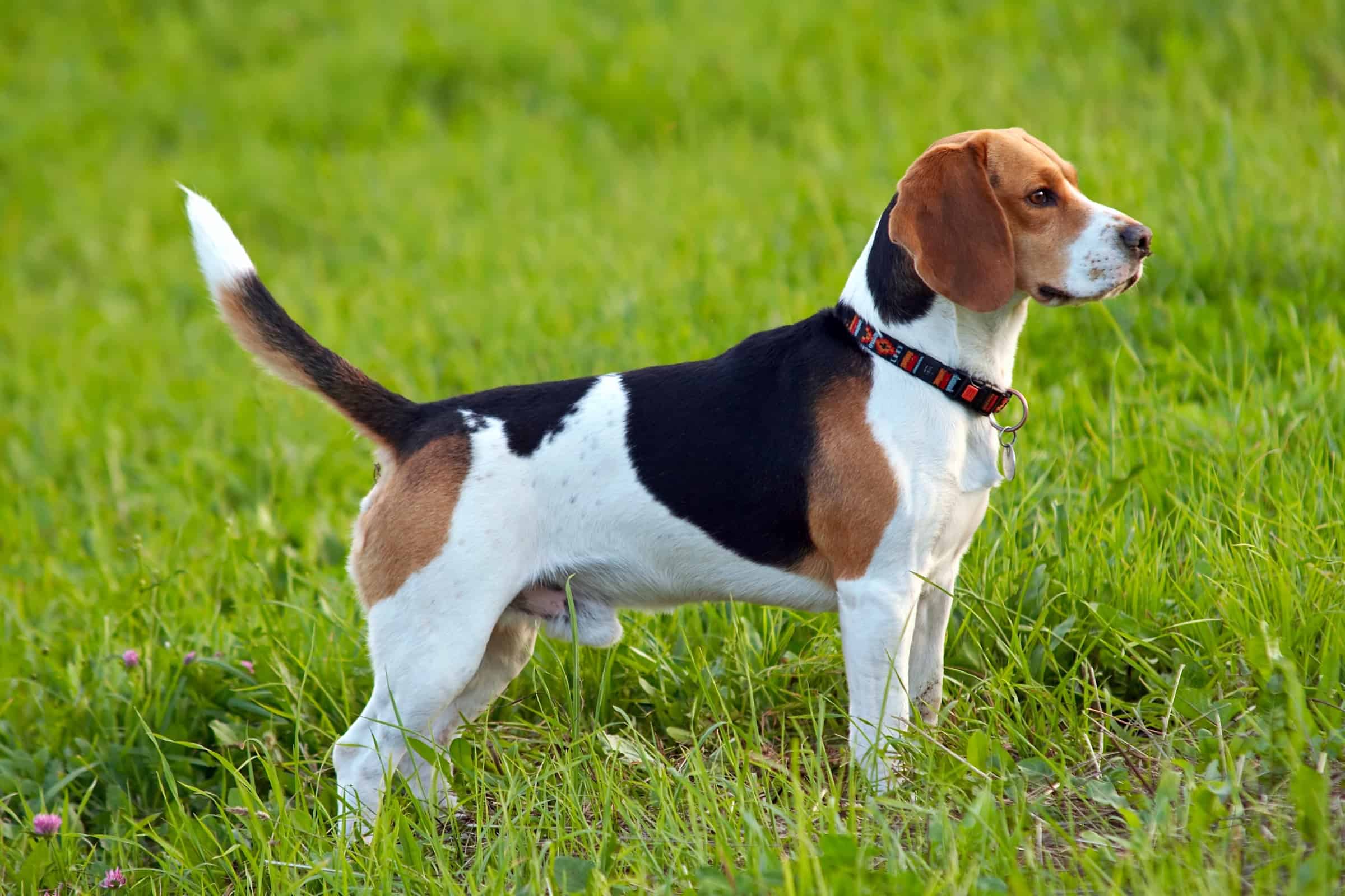 41 Tricolor Dog Breeds: Black, Brown & White (With Pictures!)