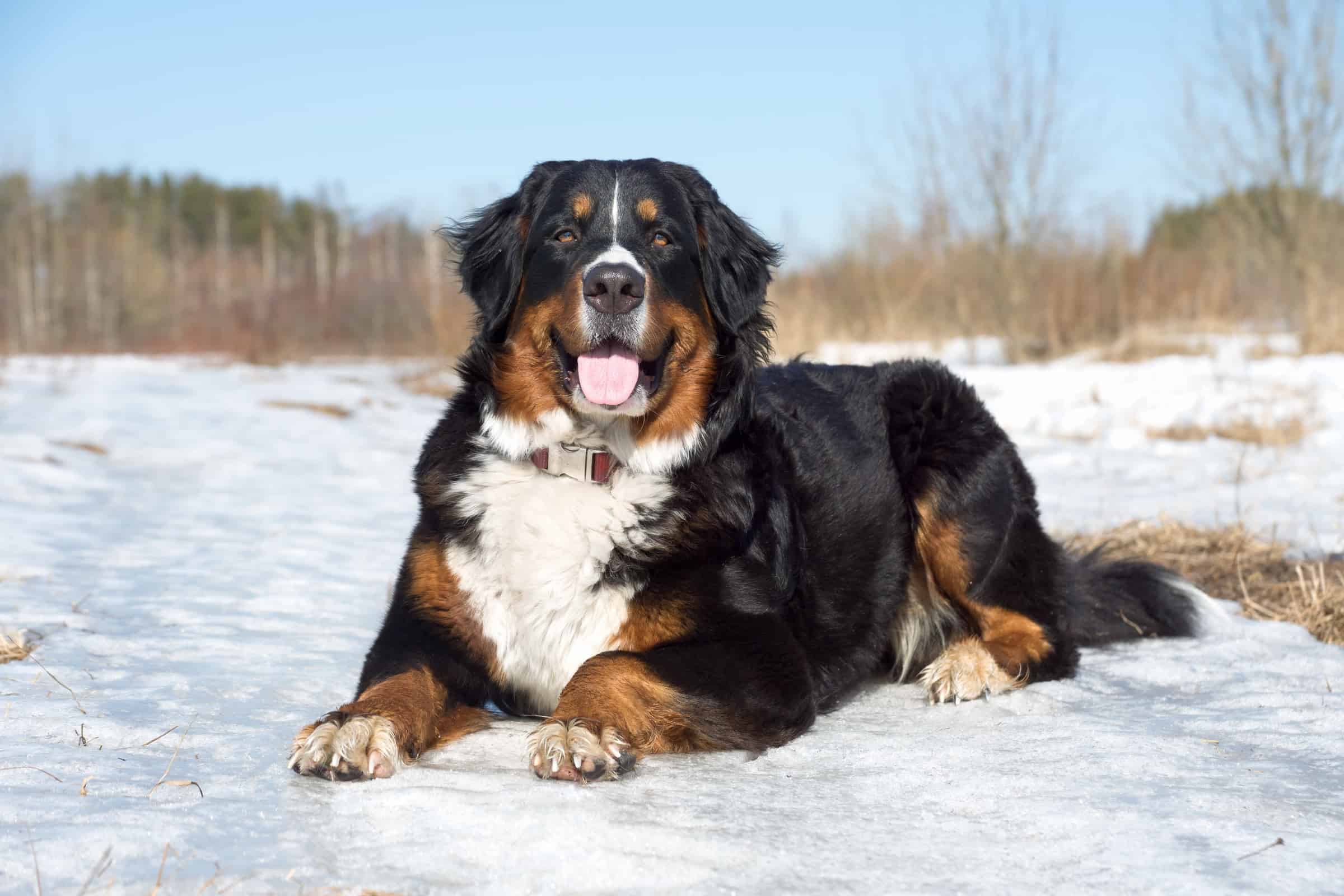 41 Tricolor Dog Breeds: Black, Brown & White (With Pictures!)