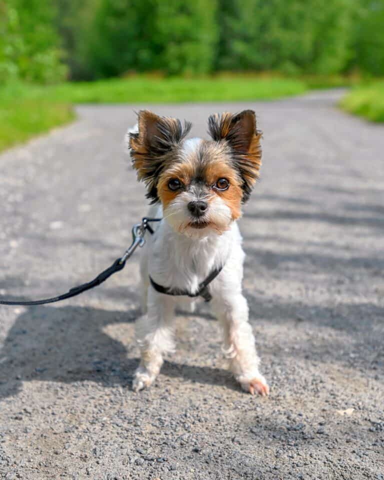41 Tricolor Dog Breeds: Black, Brown & White (With Pictures!)