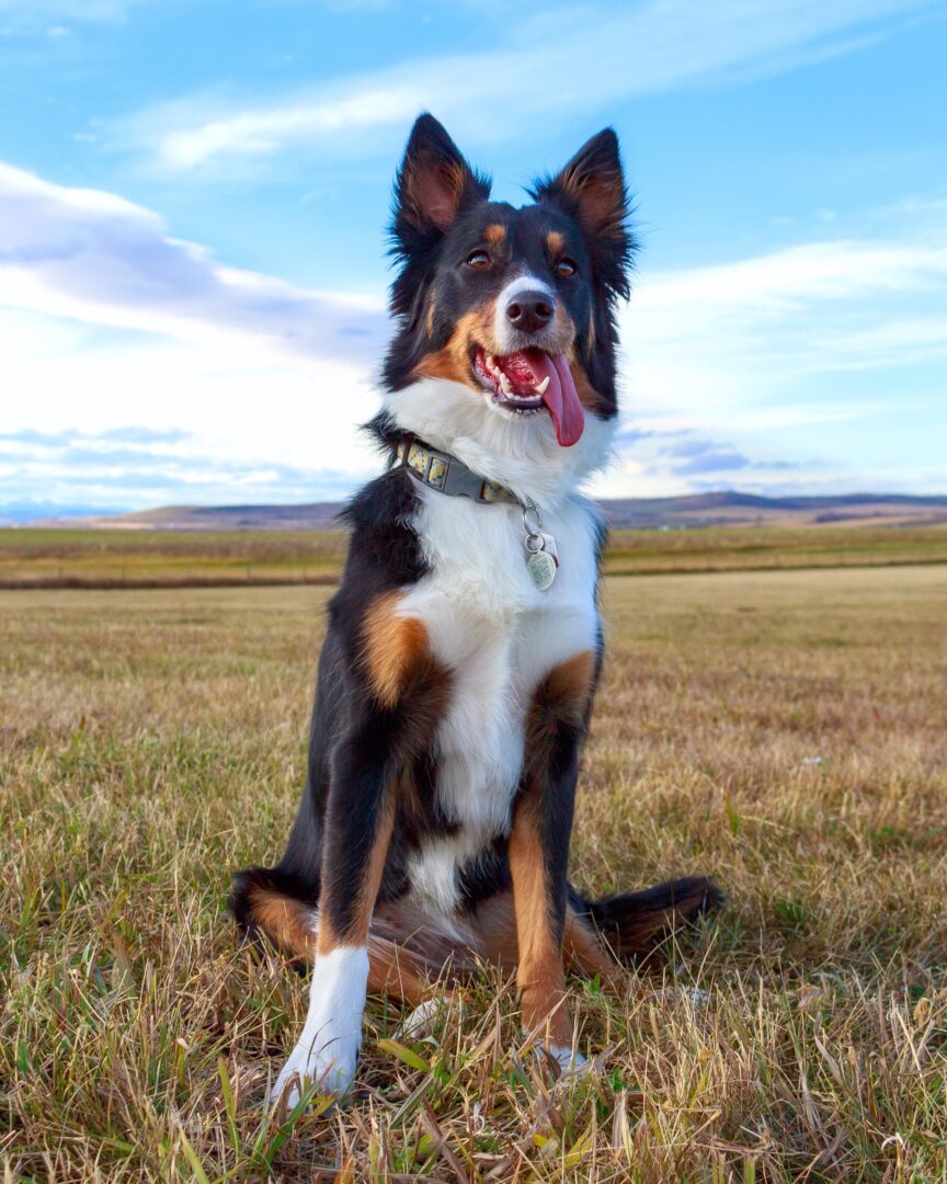 41 Tricolor Dog Breeds: Black, Brown & White (With Pictures!)