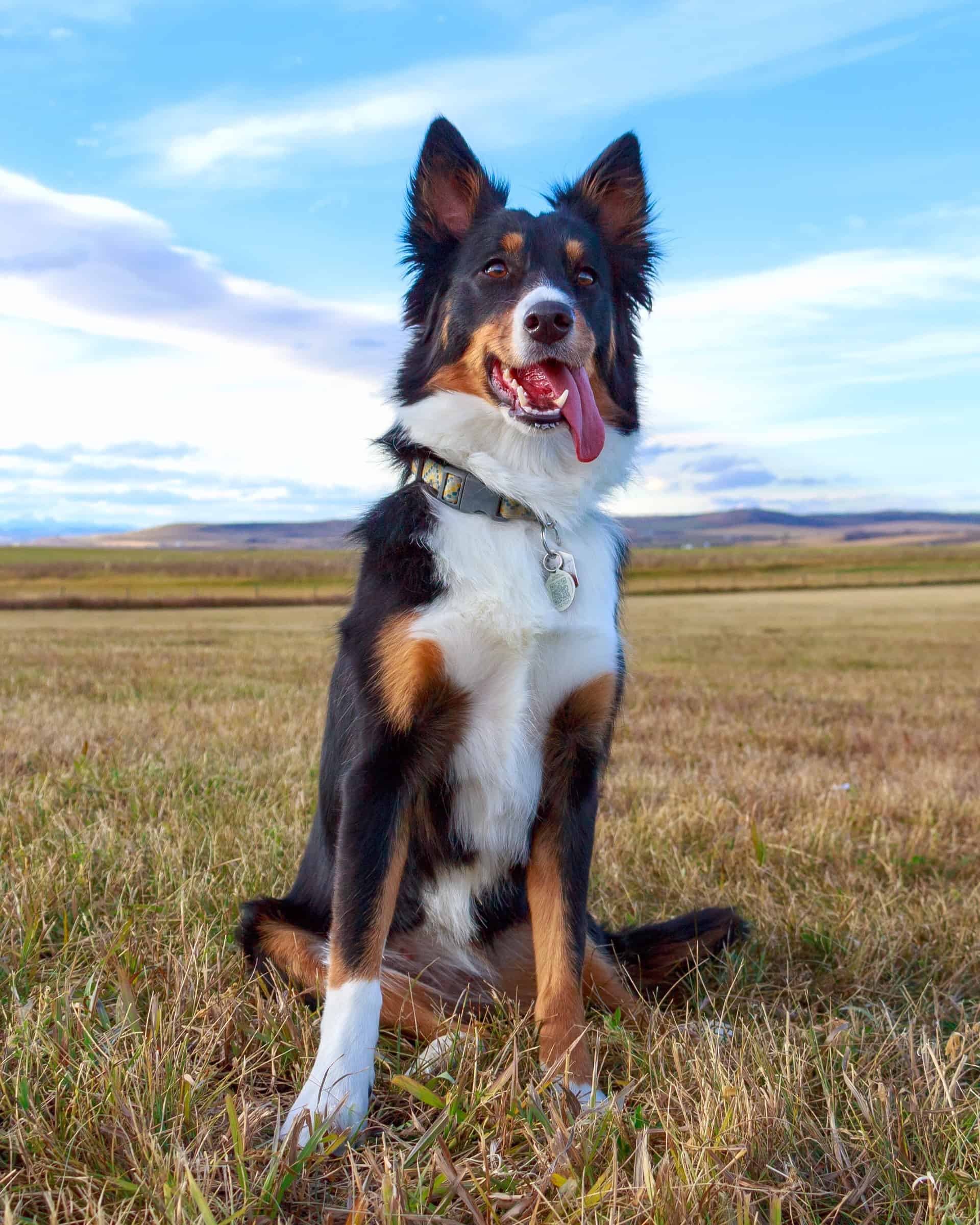 41 Tricolor Dog Breeds: Black, Brown & White (With Pictures!)