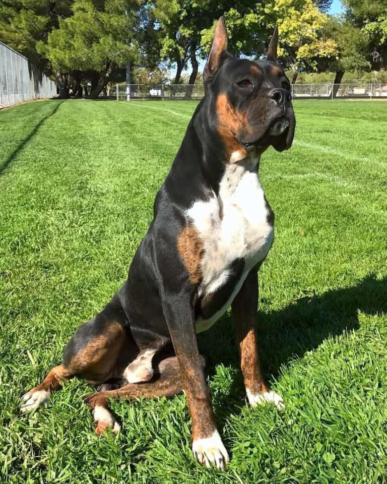 41 Tricolor Dog Breeds: Black, Brown & White (With Pictures!)