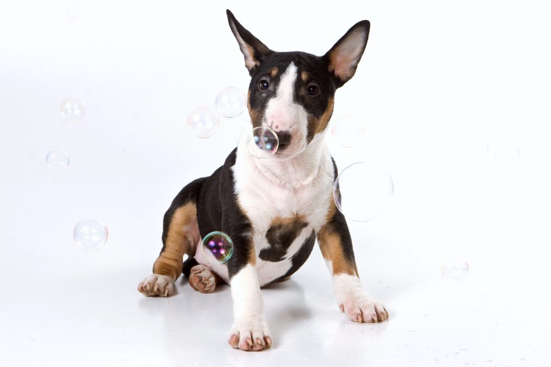 41 Tricolor Dog Breeds: Black, Brown & White (With Pictures!)