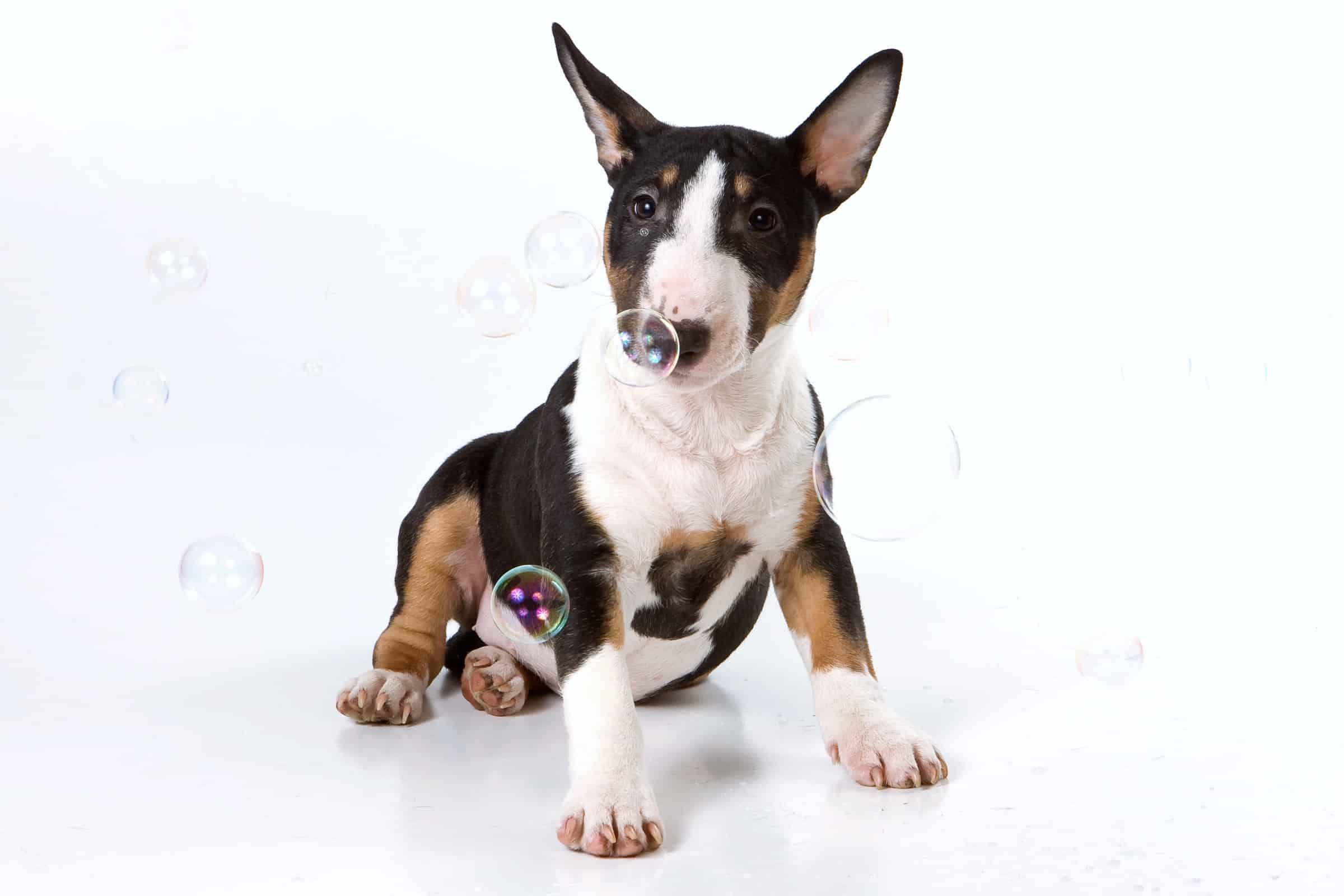 41 Tricolor Dog Breeds: Black, Brown & White (With Pictures!)