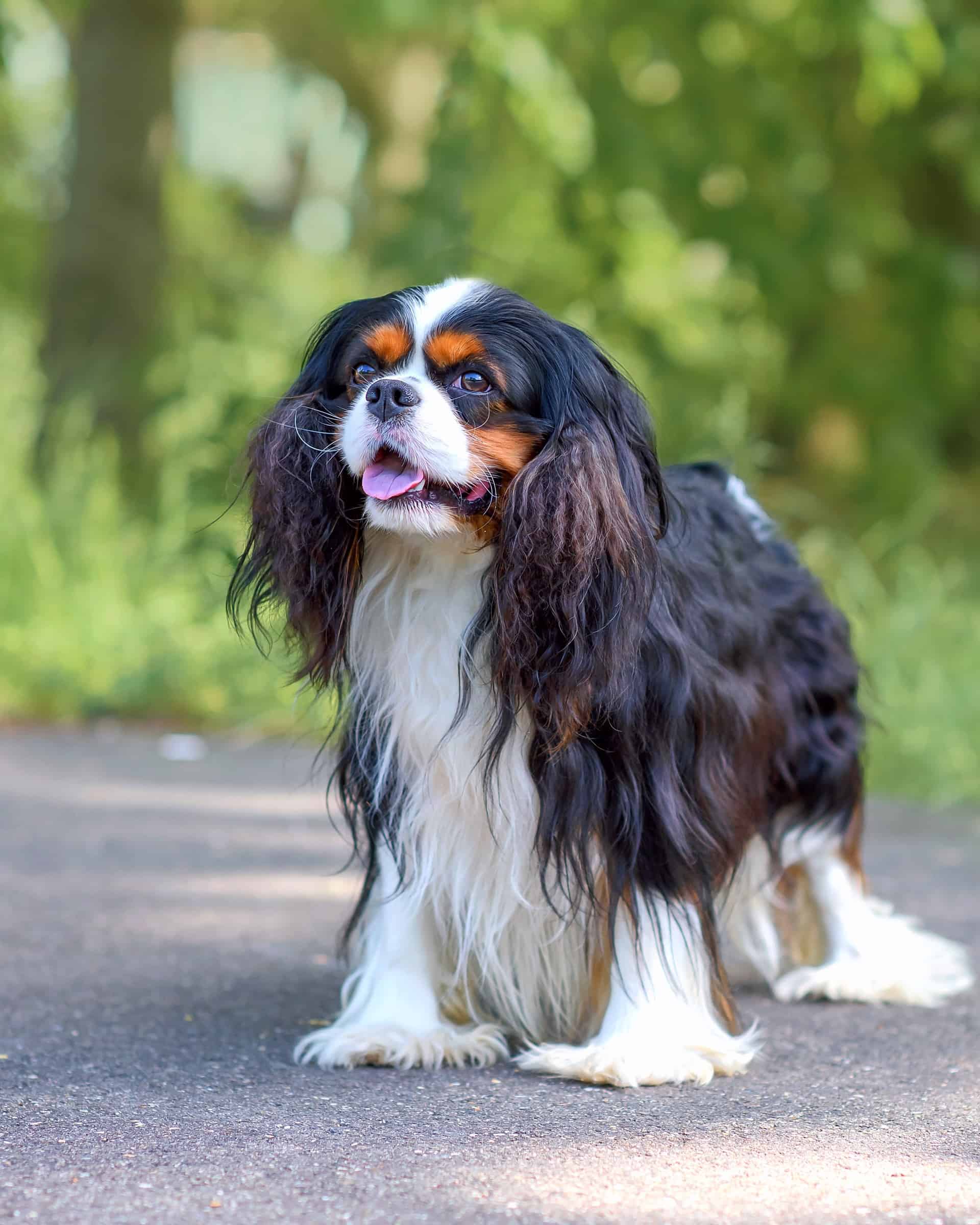 41 Tricolor Dog Breeds: Black, Brown & White (With Pictures!)