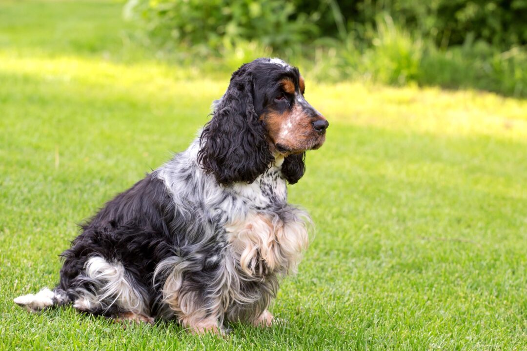 41 Tricolor Dog Breeds: Black, Brown & White (With Pictures!)