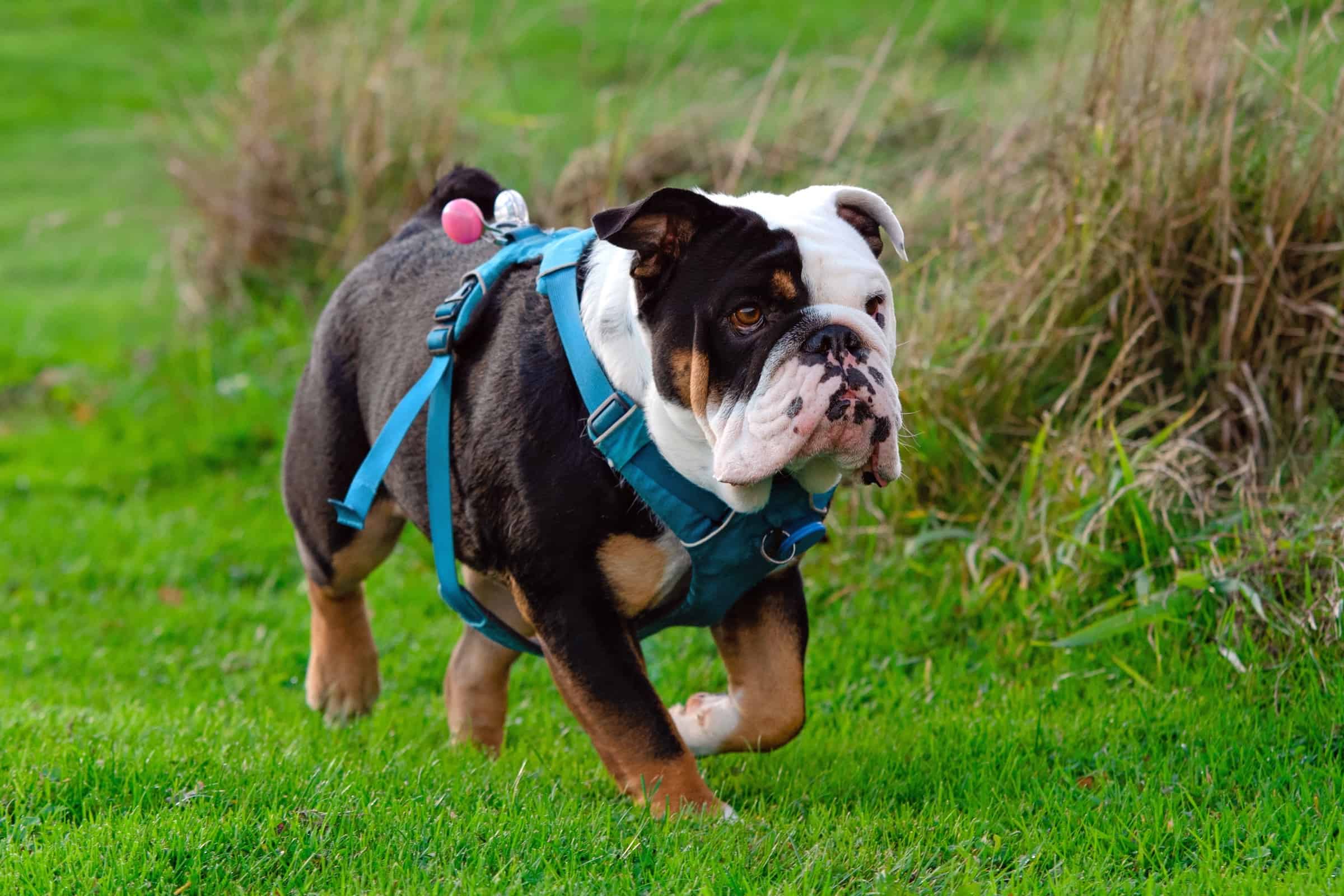 41 Tricolor Dog Breeds: Black, Brown & White (With Pictures!)