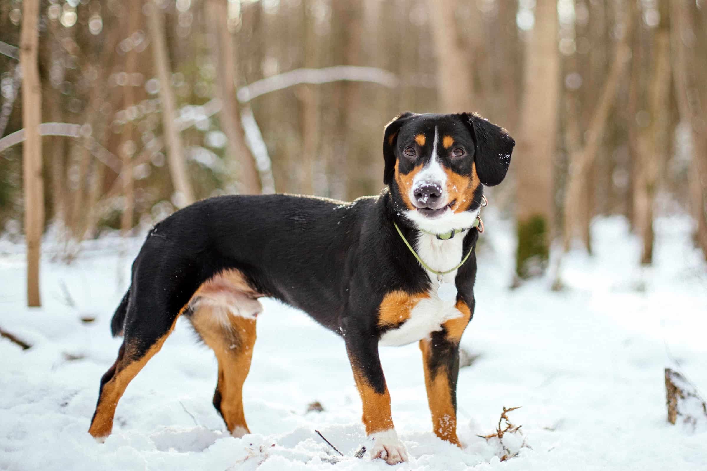 41 Tricolor Dog Breeds: Black, Brown & White (With Pictures!)