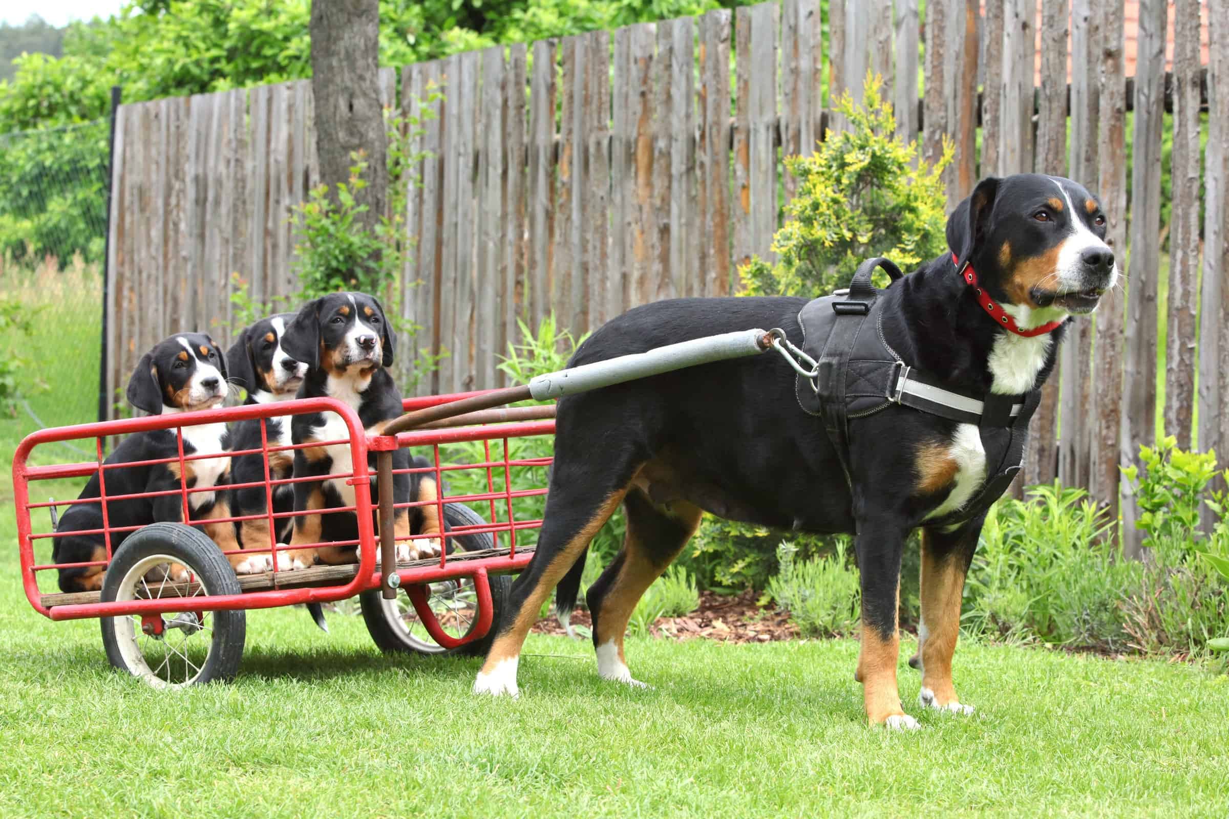41 Tricolor Dog Breeds: Black, Brown & White (With Pictures!)