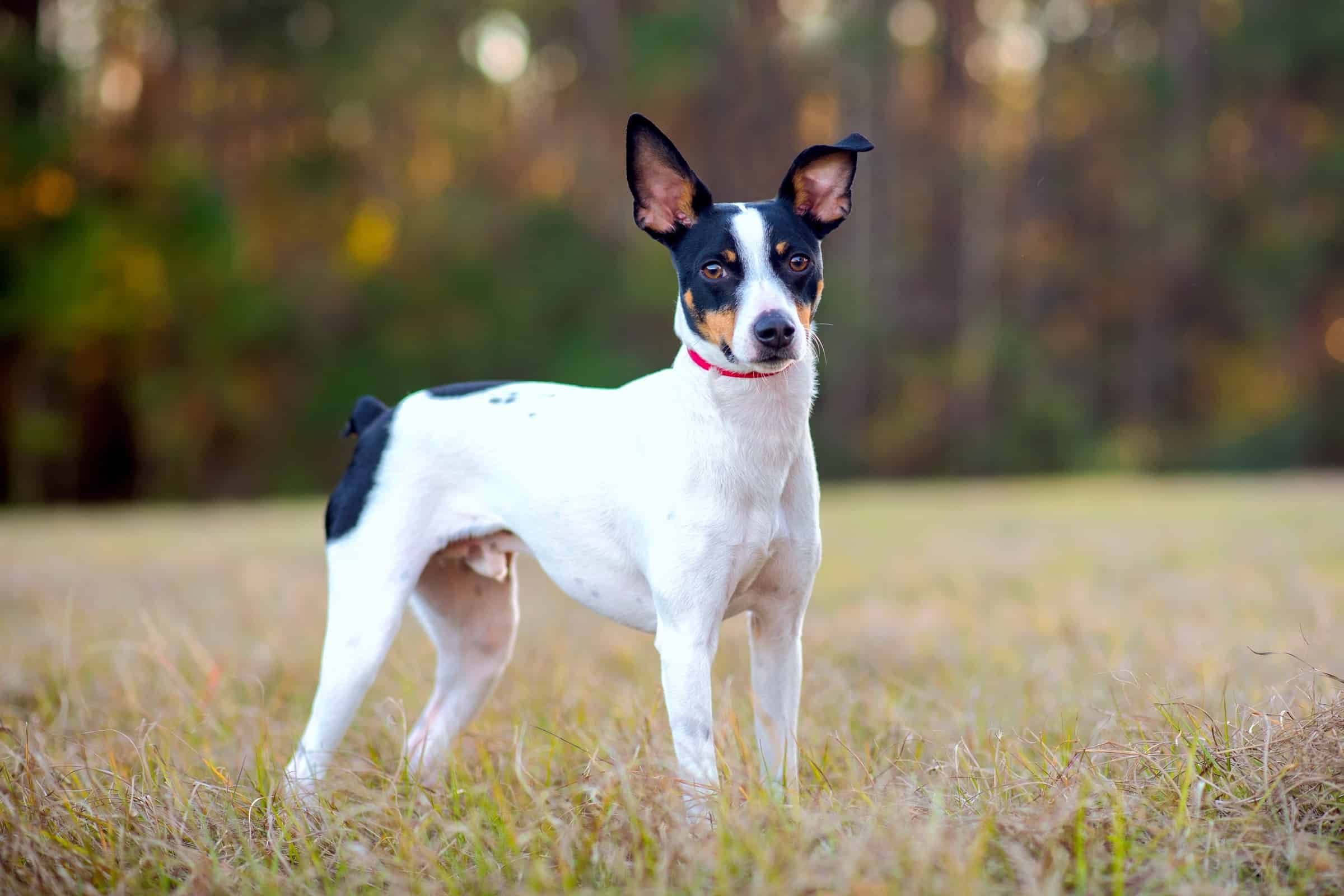 41 Tricolor Dog Breeds: Black, Brown & White (With Pictures!)