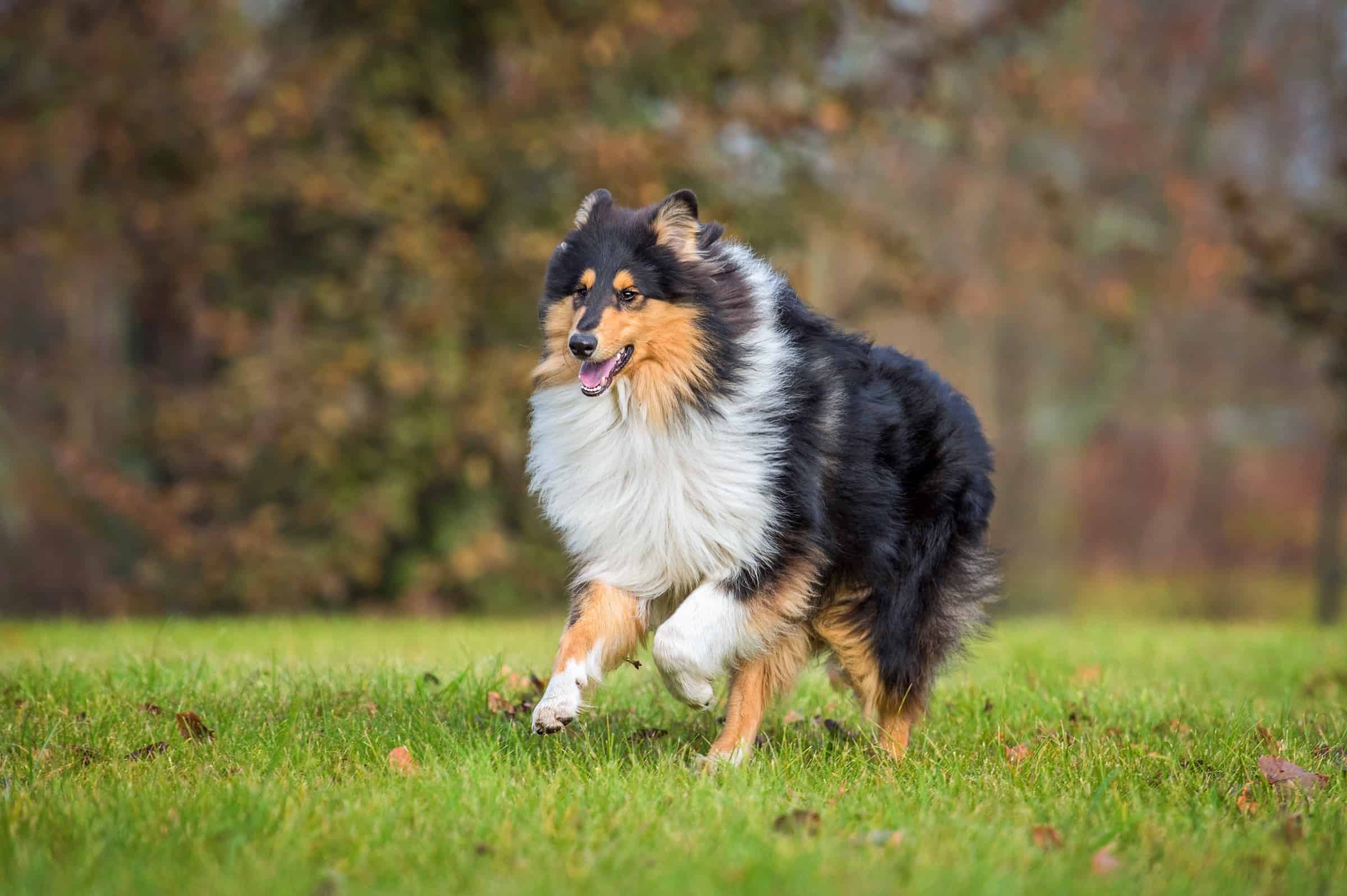 41 Tricolor Dog Breeds: Black, Brown & White (With Pictures!)