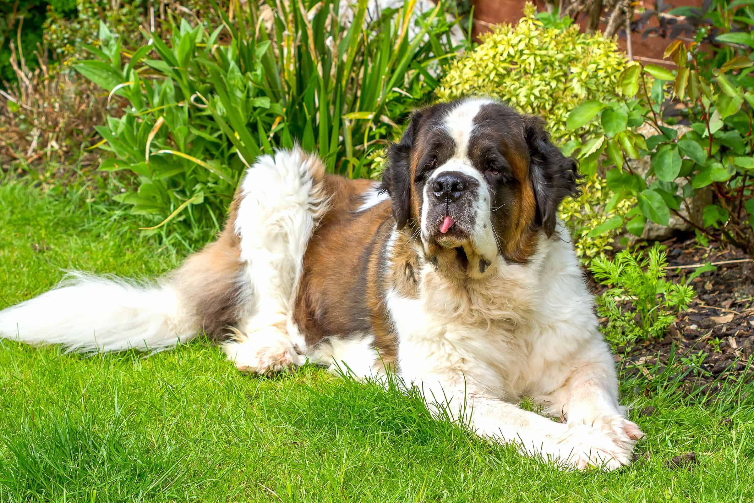 41 Tricolor Dog Breeds: Black, Brown & White (With Pictures!)