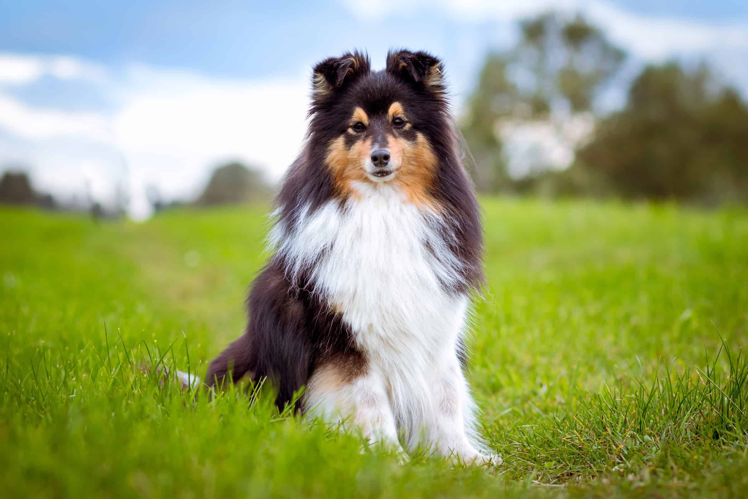 41 Tricolor Dog Breeds: Black, Brown & White (With Pictures!)